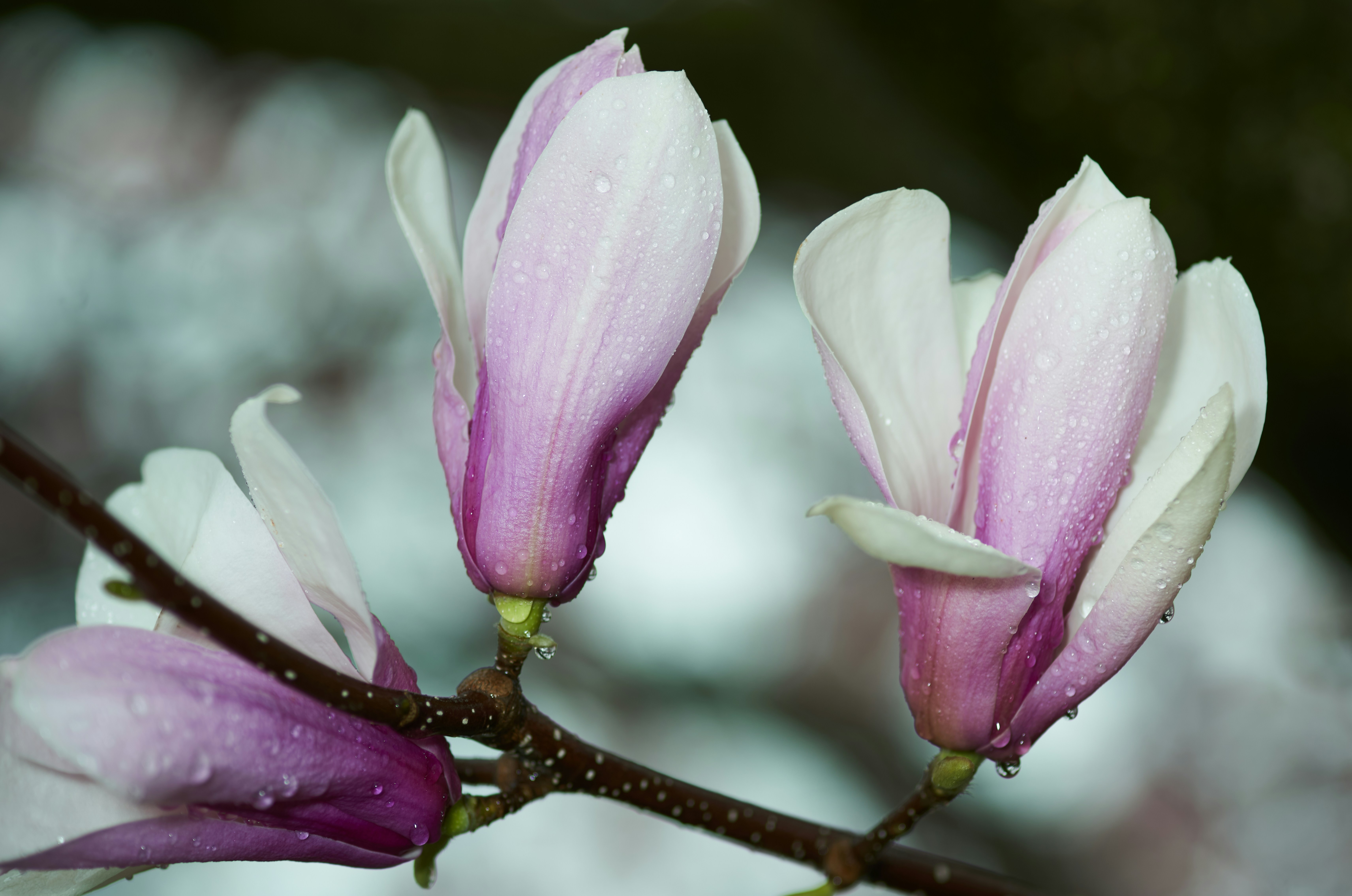 Purple and white magnolia blossoms adorned with raindrops on a branch.