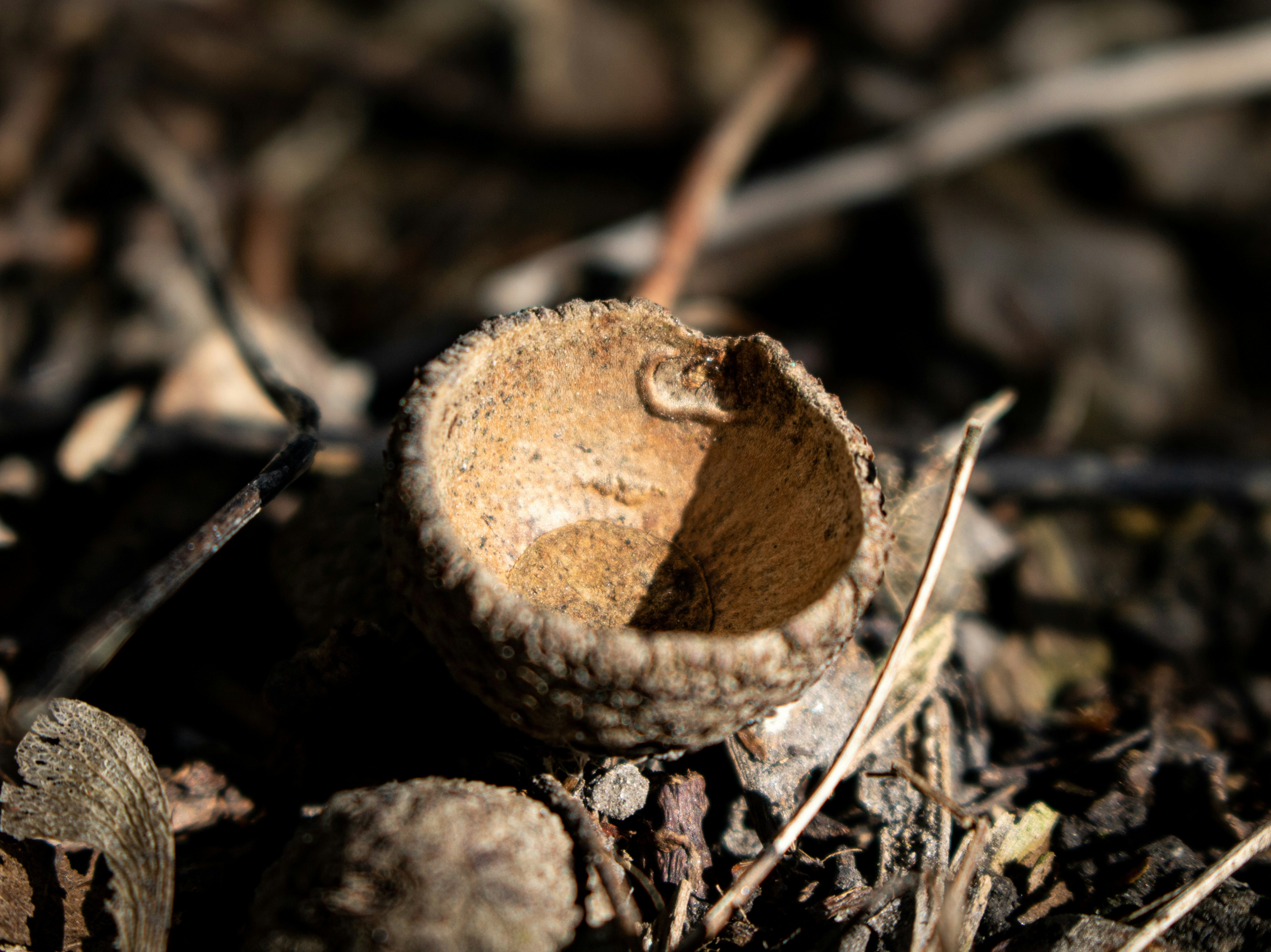Dusty Cup of Shelter: A Seedpod Resting in Forest Debris