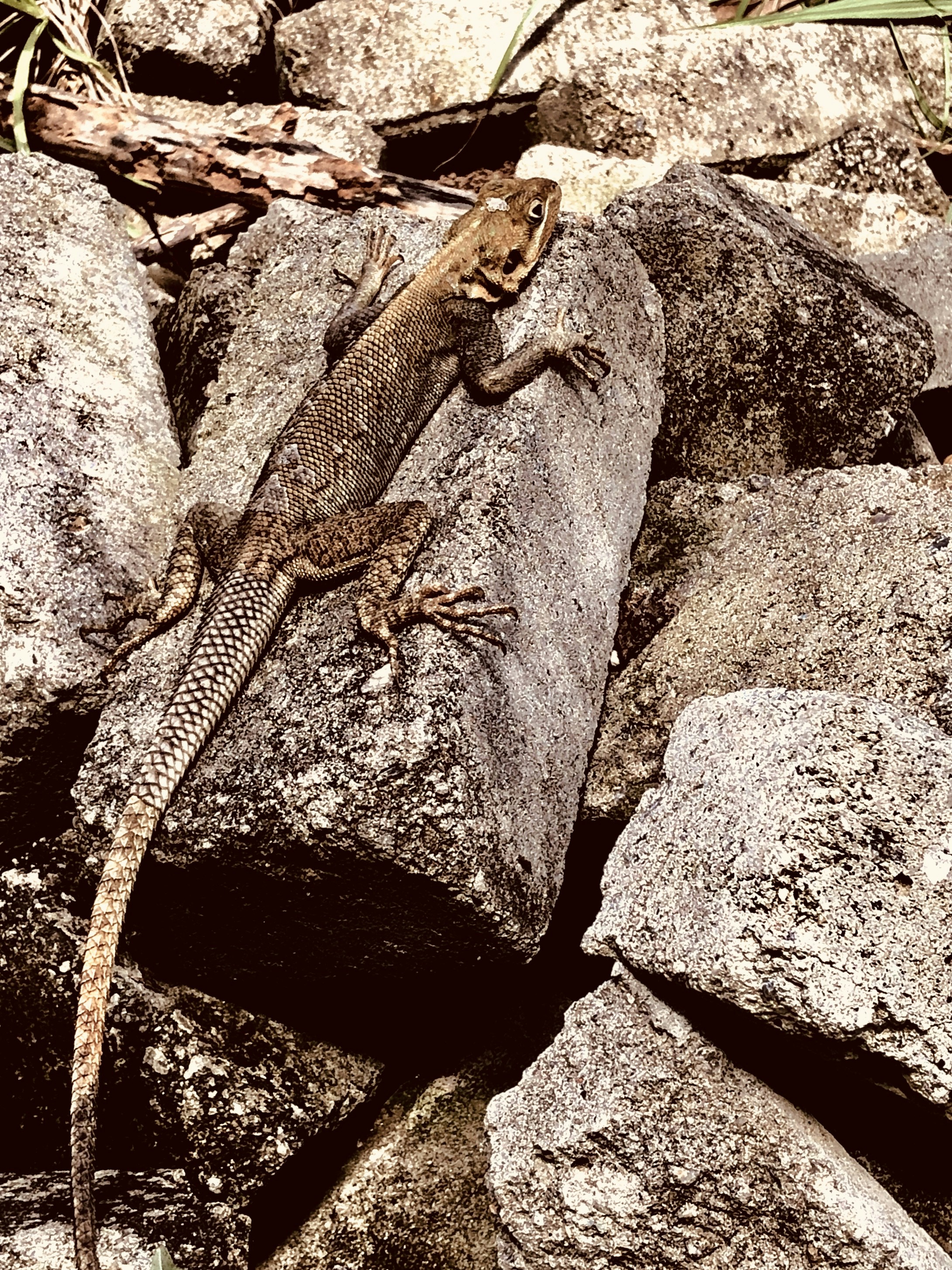 Camouflage 
