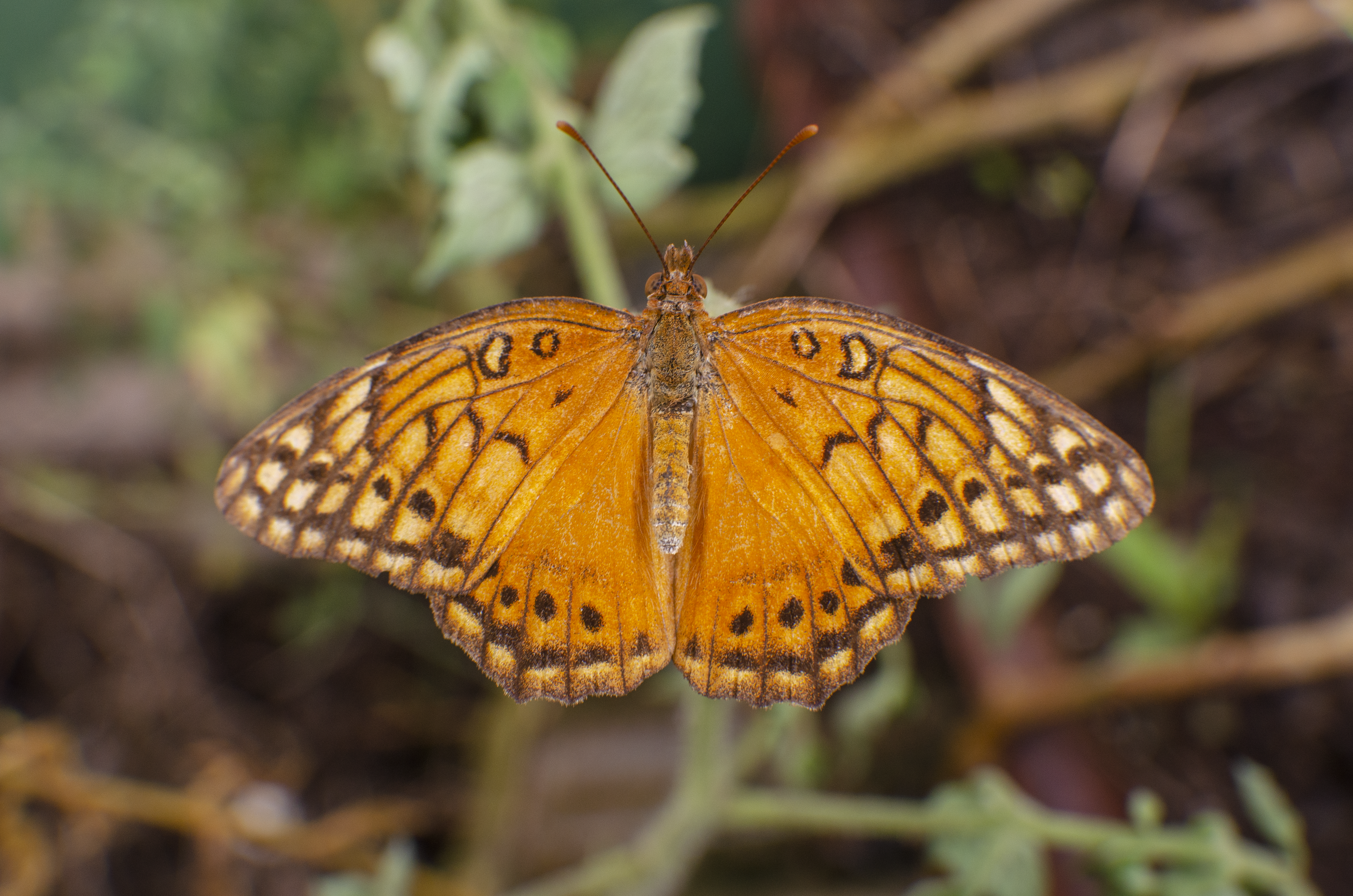Orange and black butterfly resting on a green plant with blurred foliage background.