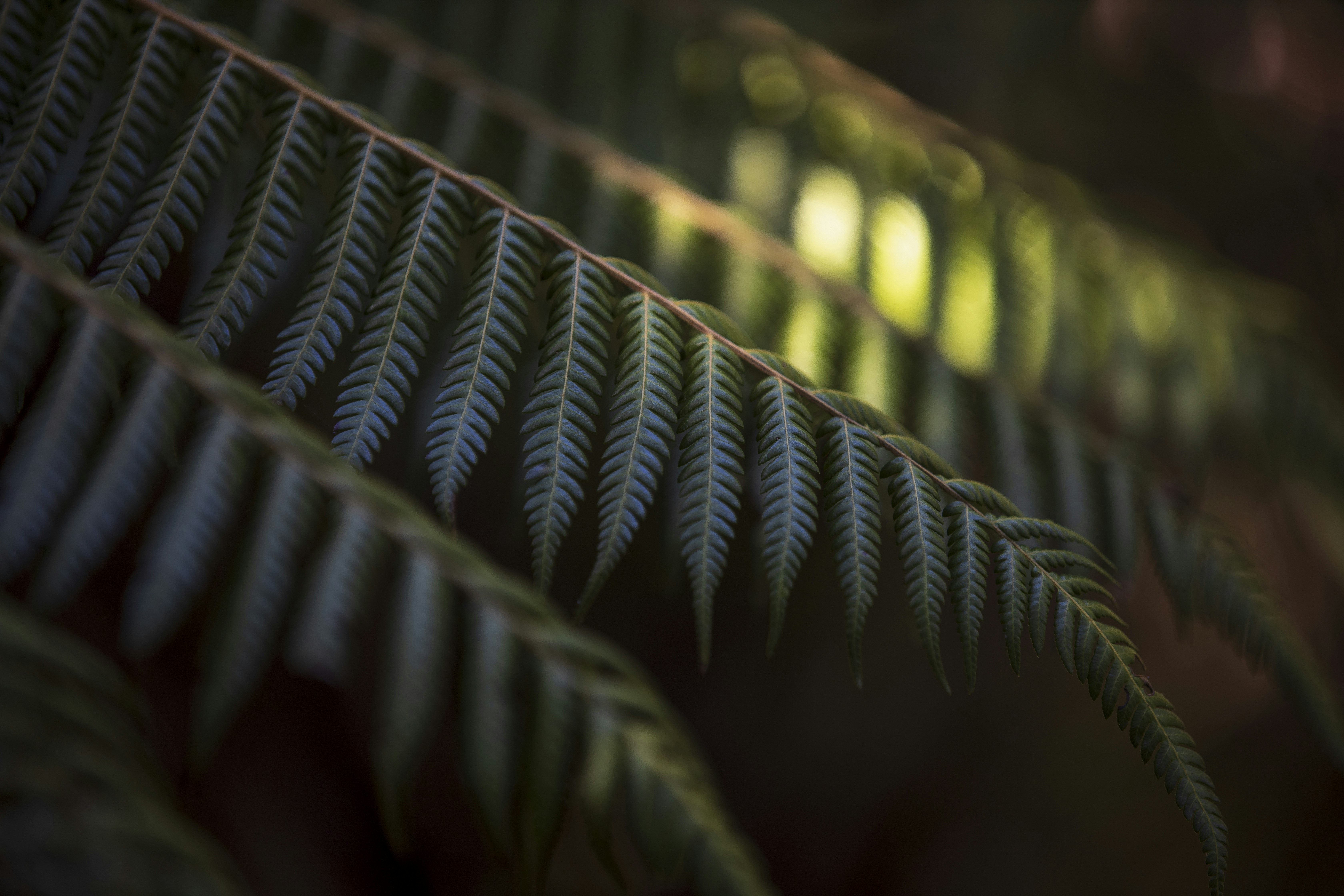 Close-up of fern fronds with soft sunlight filtering through.
