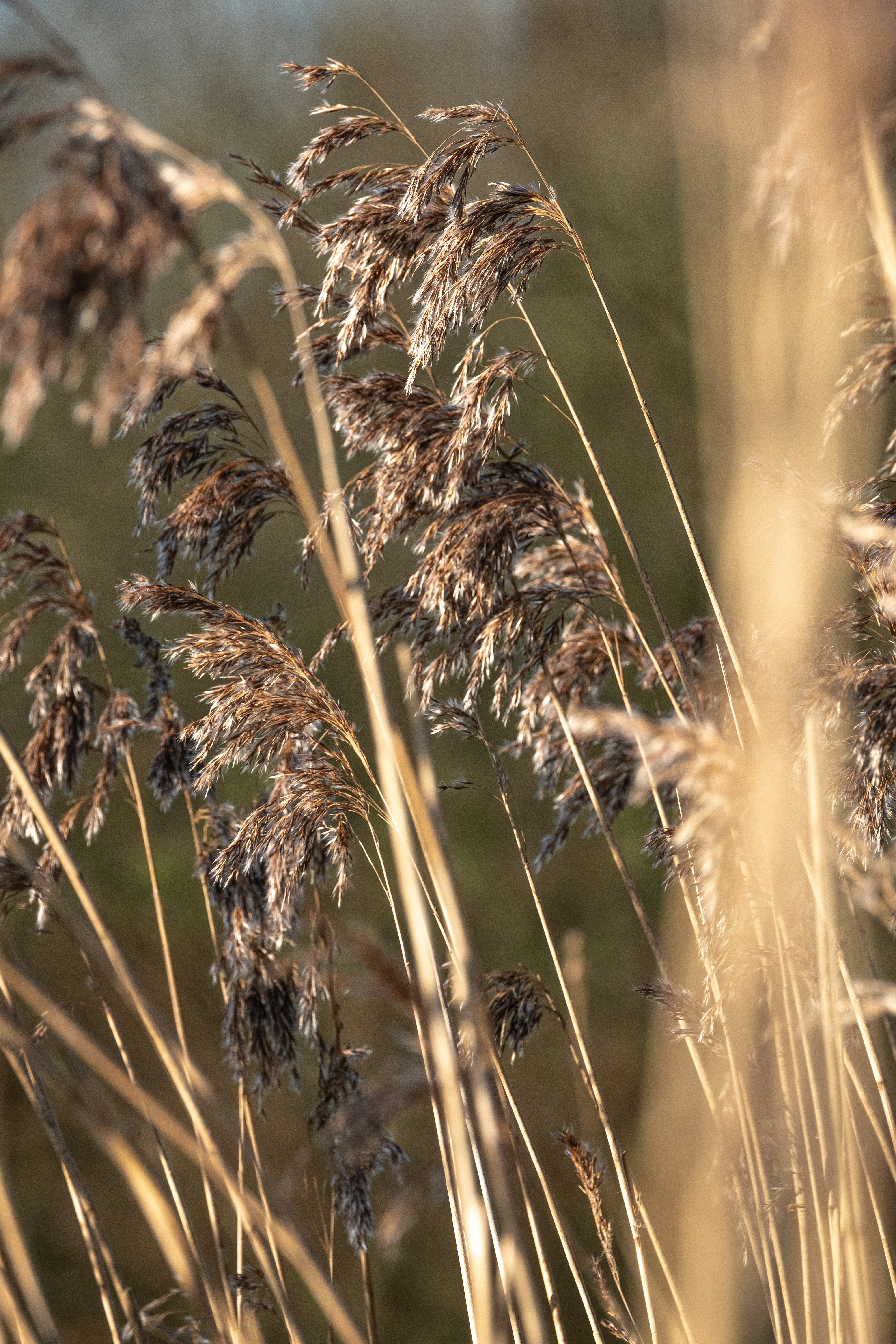 Whispering Reed Grasses in Golden Morning Light