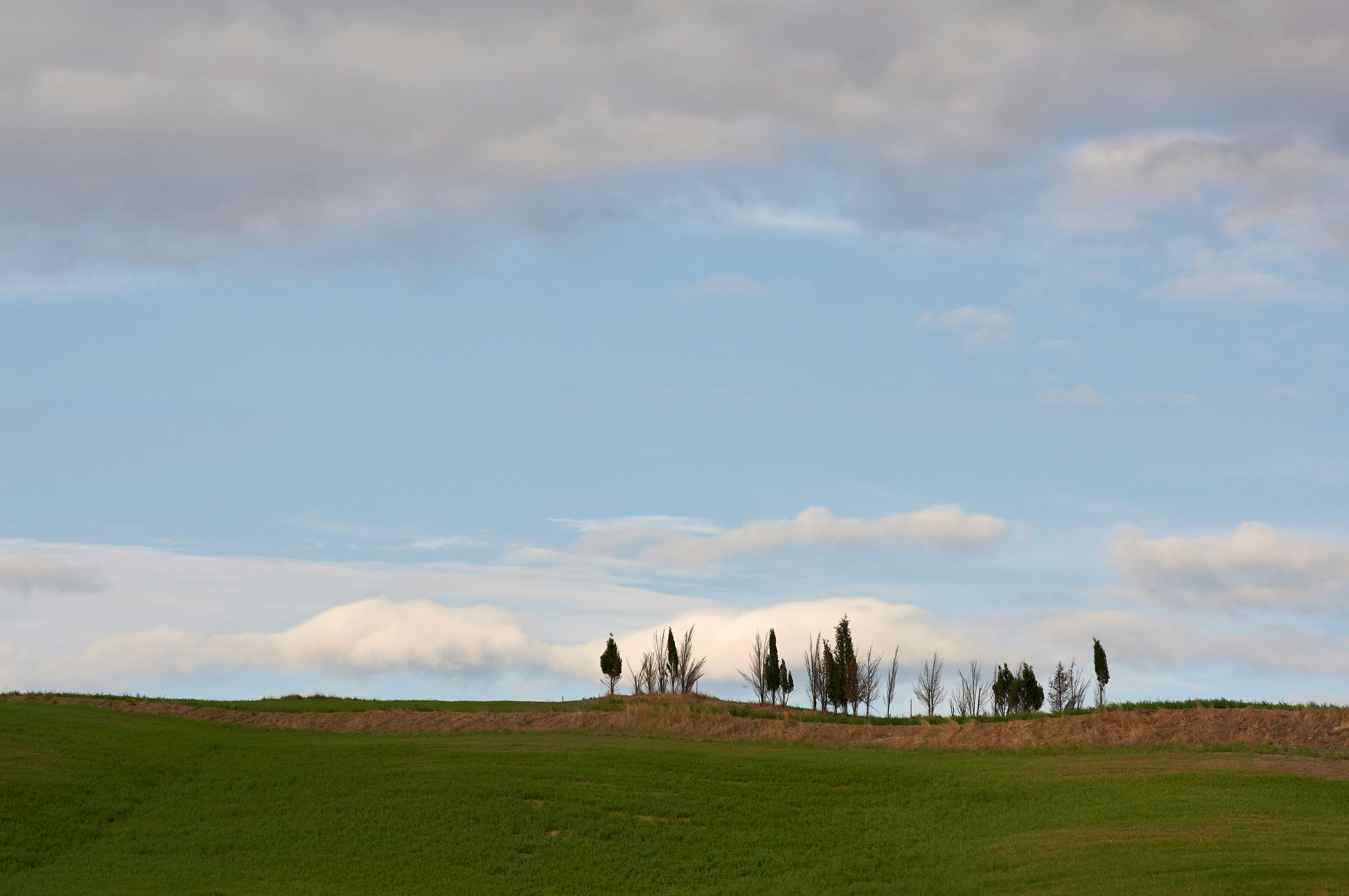 Silhouetted trees atop a gentle hill under a vast sky, conveying tranquility in nature's embrace.