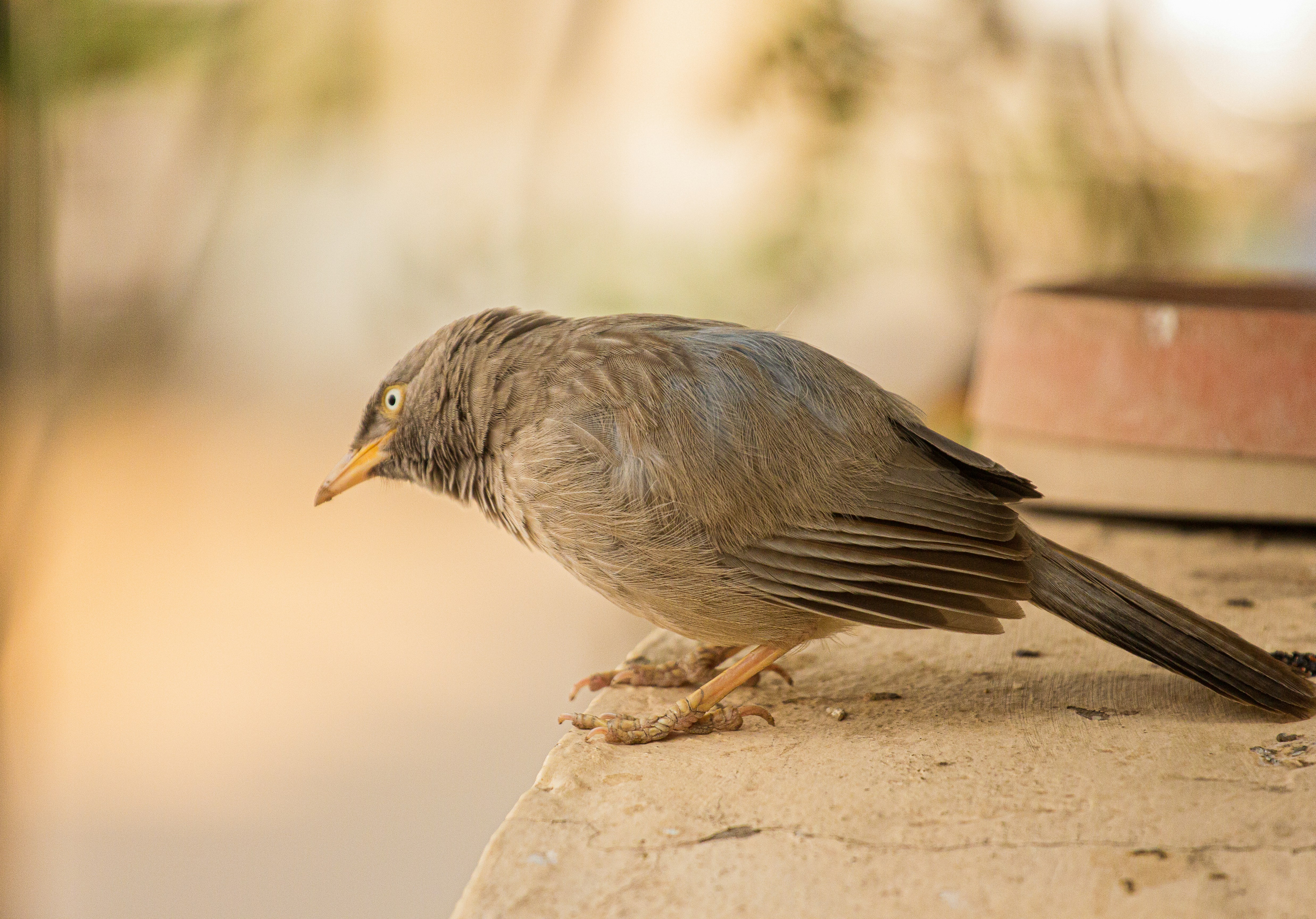 gray bird on brown concrete surface during daytime