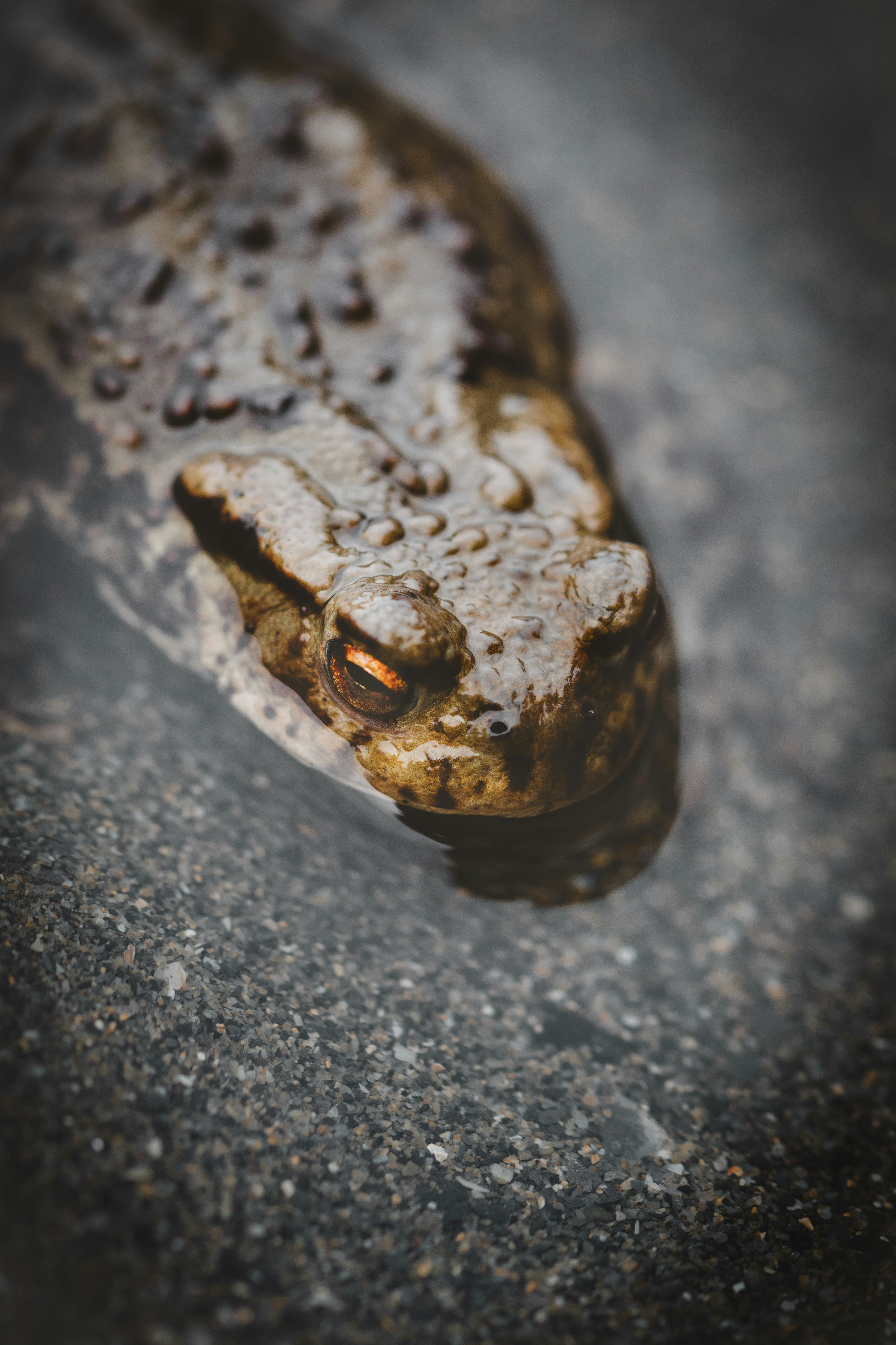 Dew-Kissed Frog: A Macro Portrait on a Quiet Stone