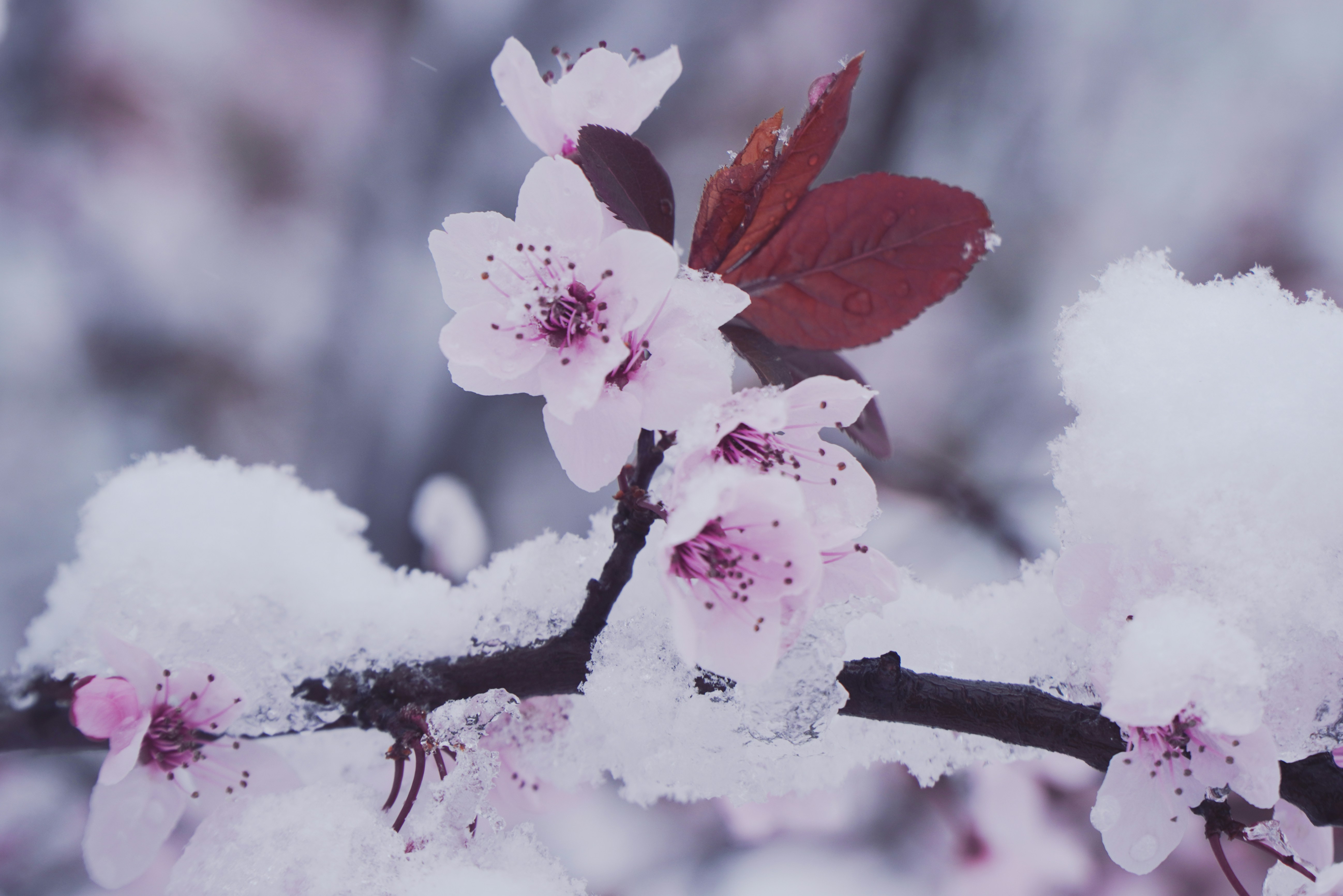 Delicate pink flowers adorned with snowflakes on a branch, capturing the contrast of spring and winter. 