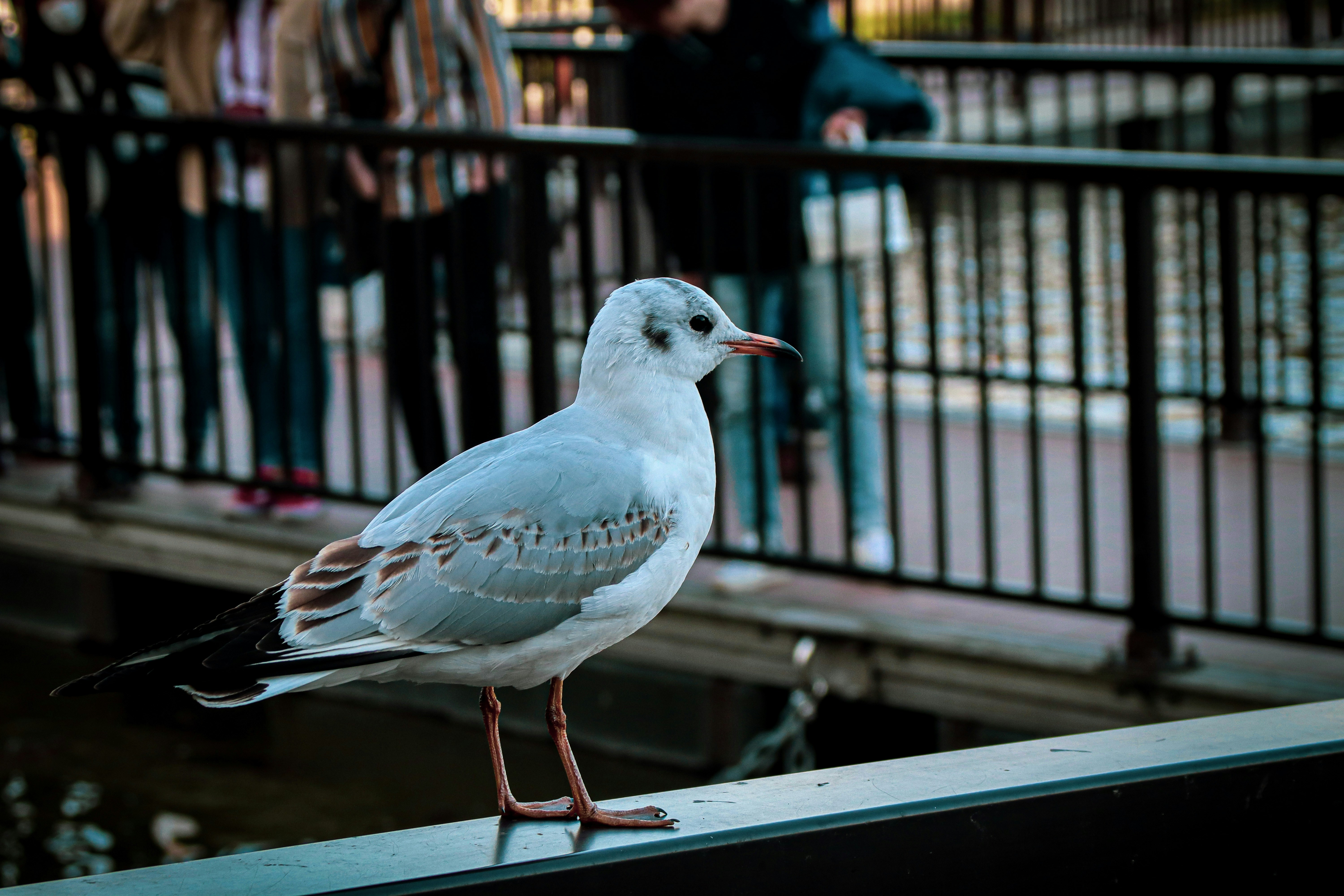 Railing Sentinel: Blue-Gray Gull Overlook on a City Waterfront