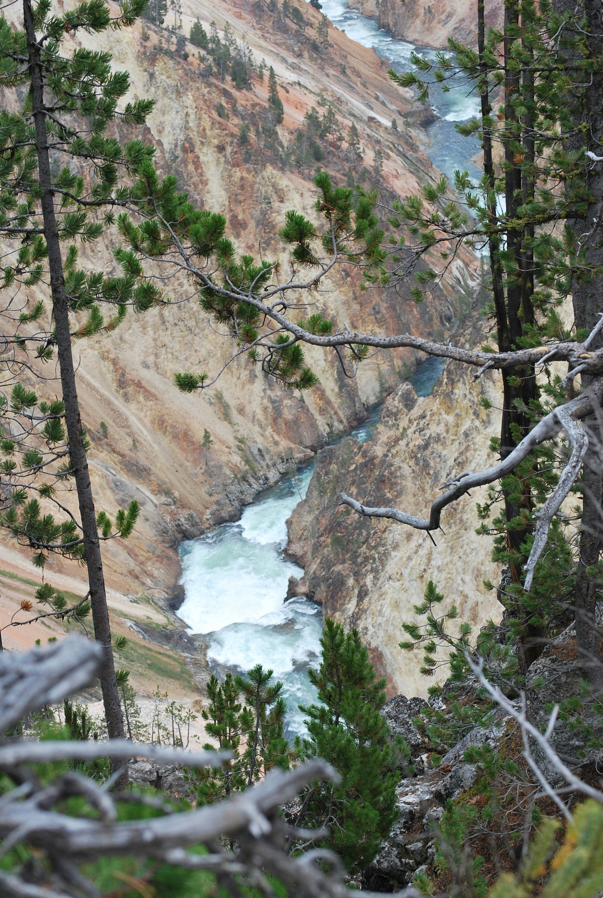 Rugged Canyon River Washes Through Pine-Threaded Gorge