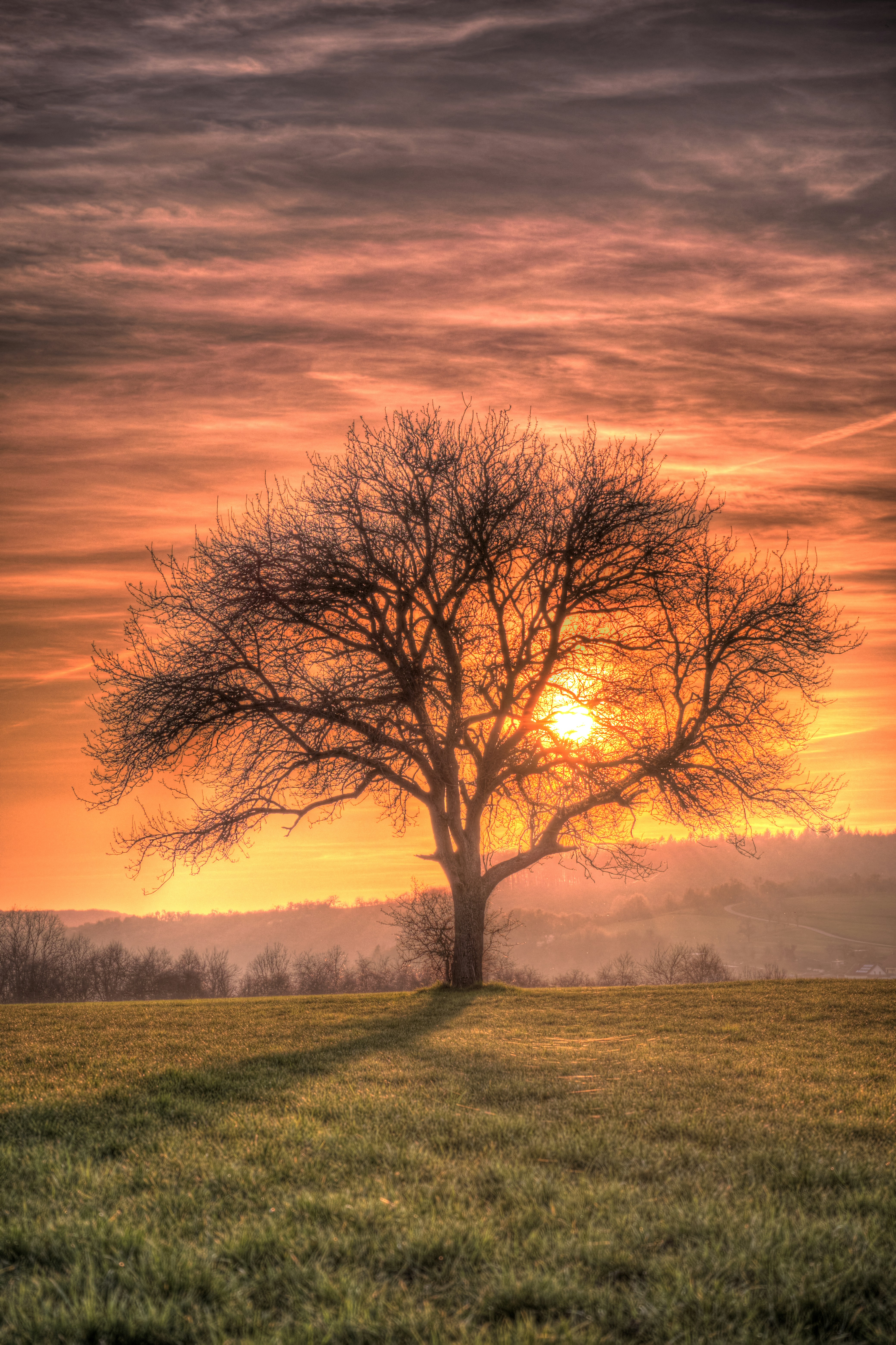 Leafless tree on green grass field during sunset photo – Free ...