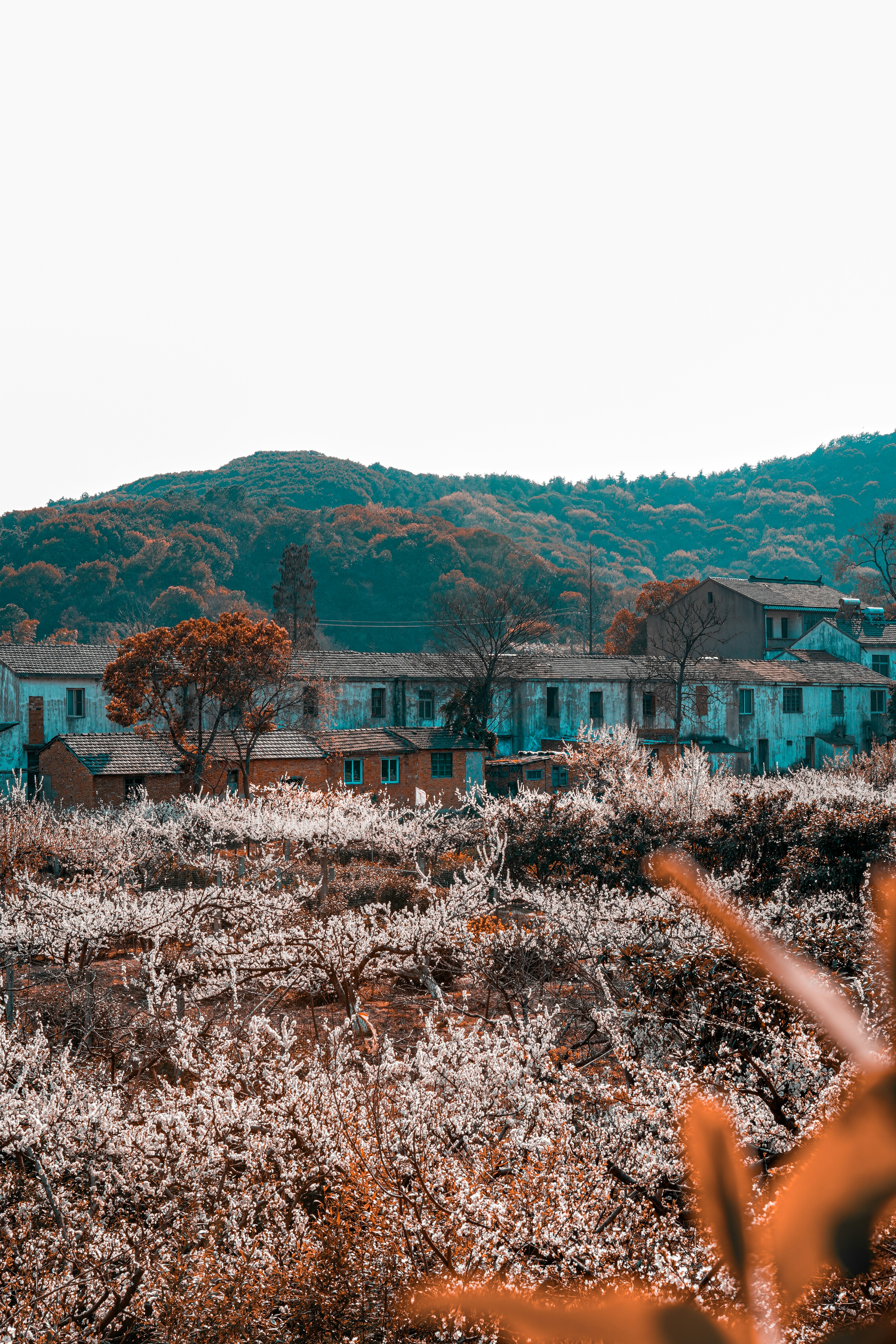 Blossoming Terrace Amid Hillside Village