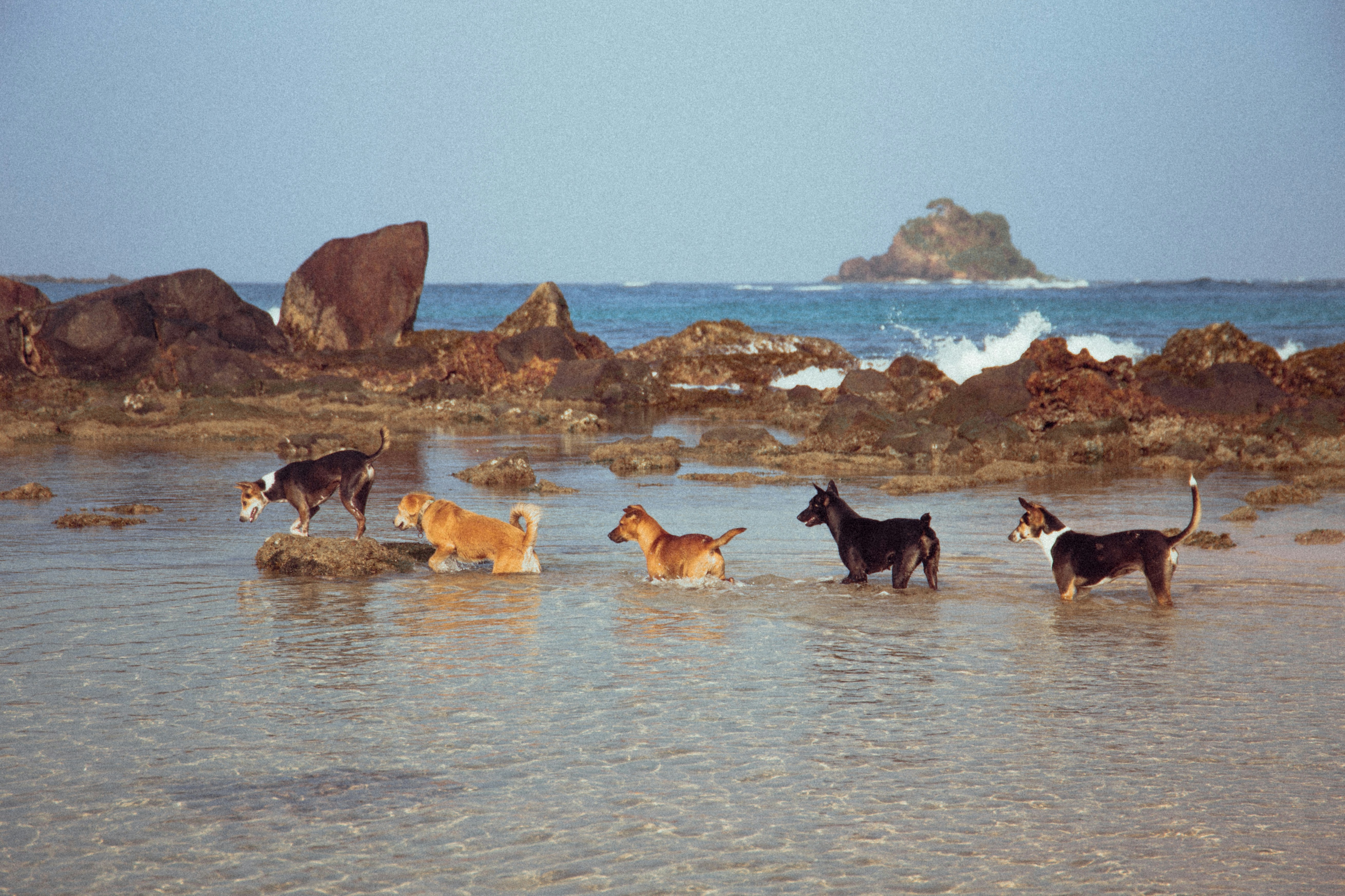 A group of dogs wading through shallow waters along a rocky beach, with waves gently lapping at the shore. Their playful spirits are evident against the backdrop of a distant island.