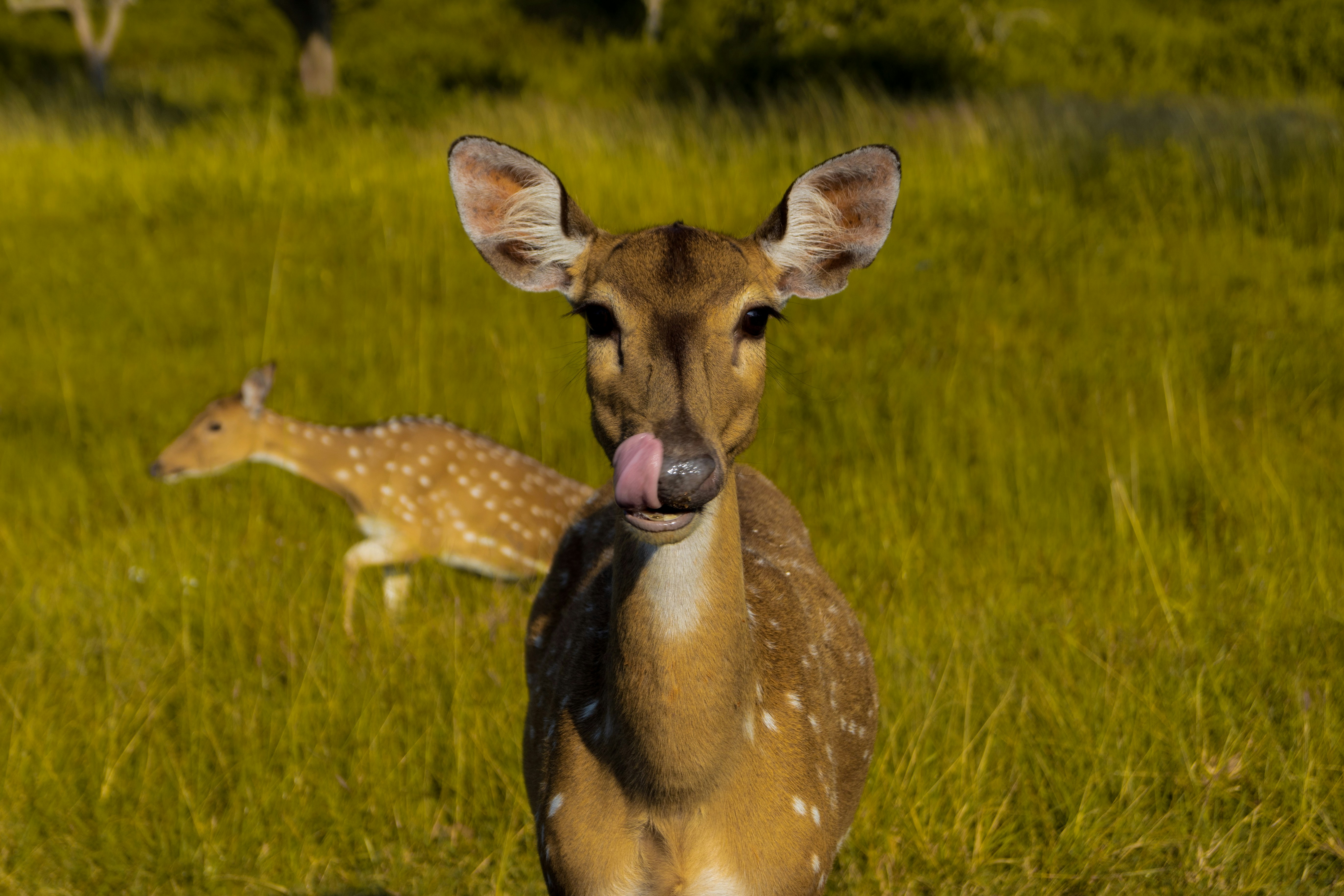 Licking the Light: A Front-Facing Meadow Deer Amid Sunlit Grasses