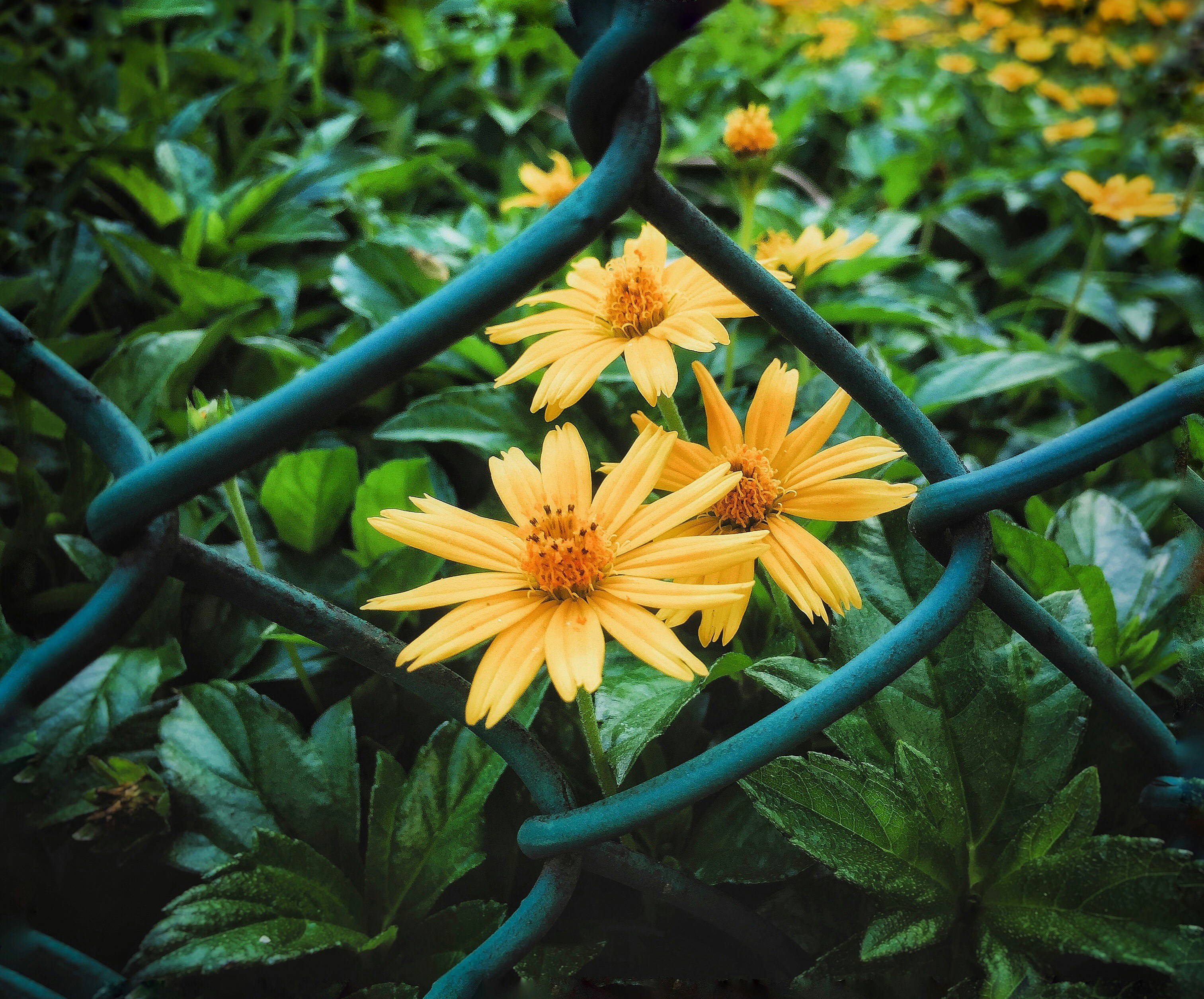 Sunlit Yellow Blooms Framing a Garden Veil of Chain-link Green