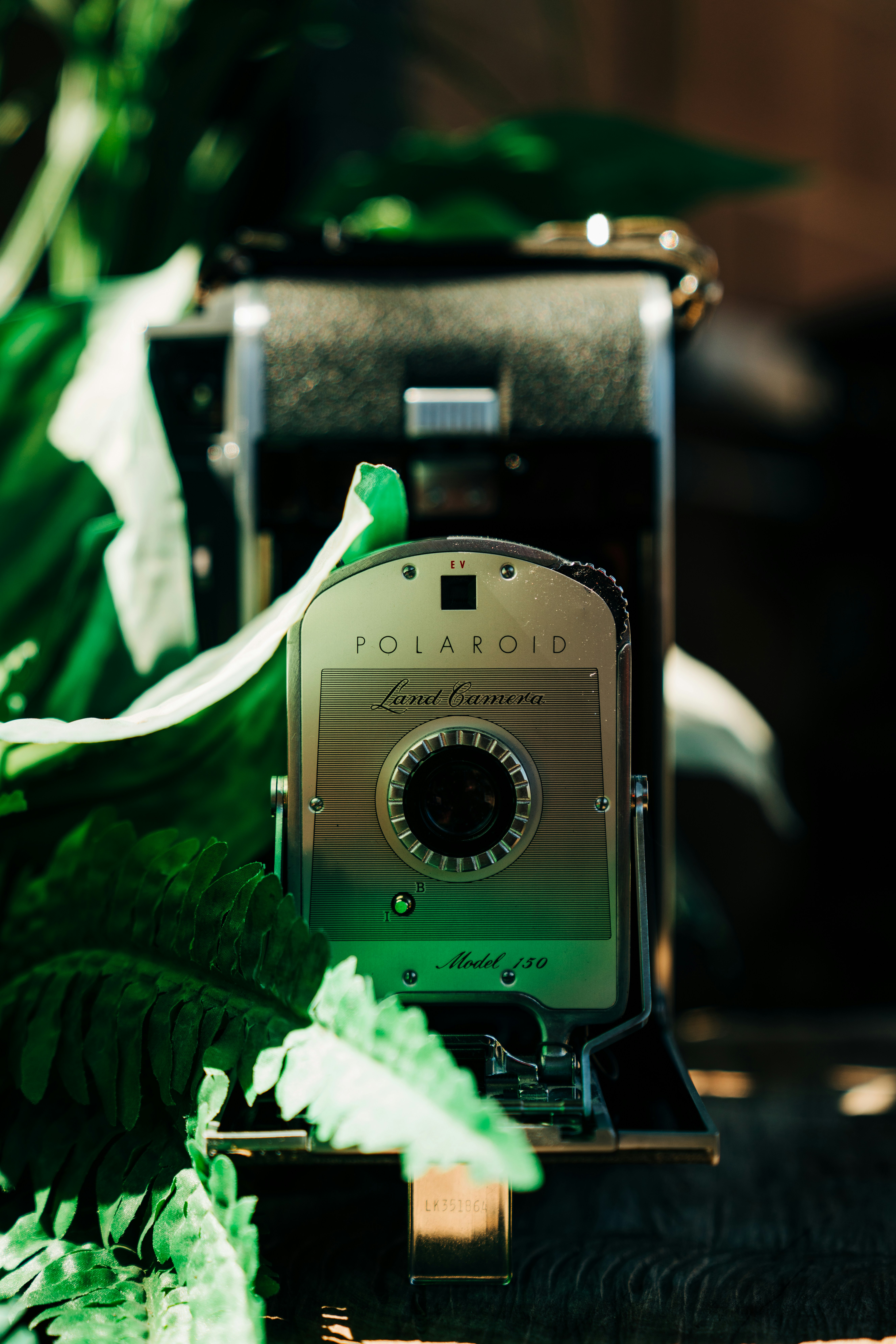 Polaroid in the Ferns: A Vintage Camera Resting Among Leaves