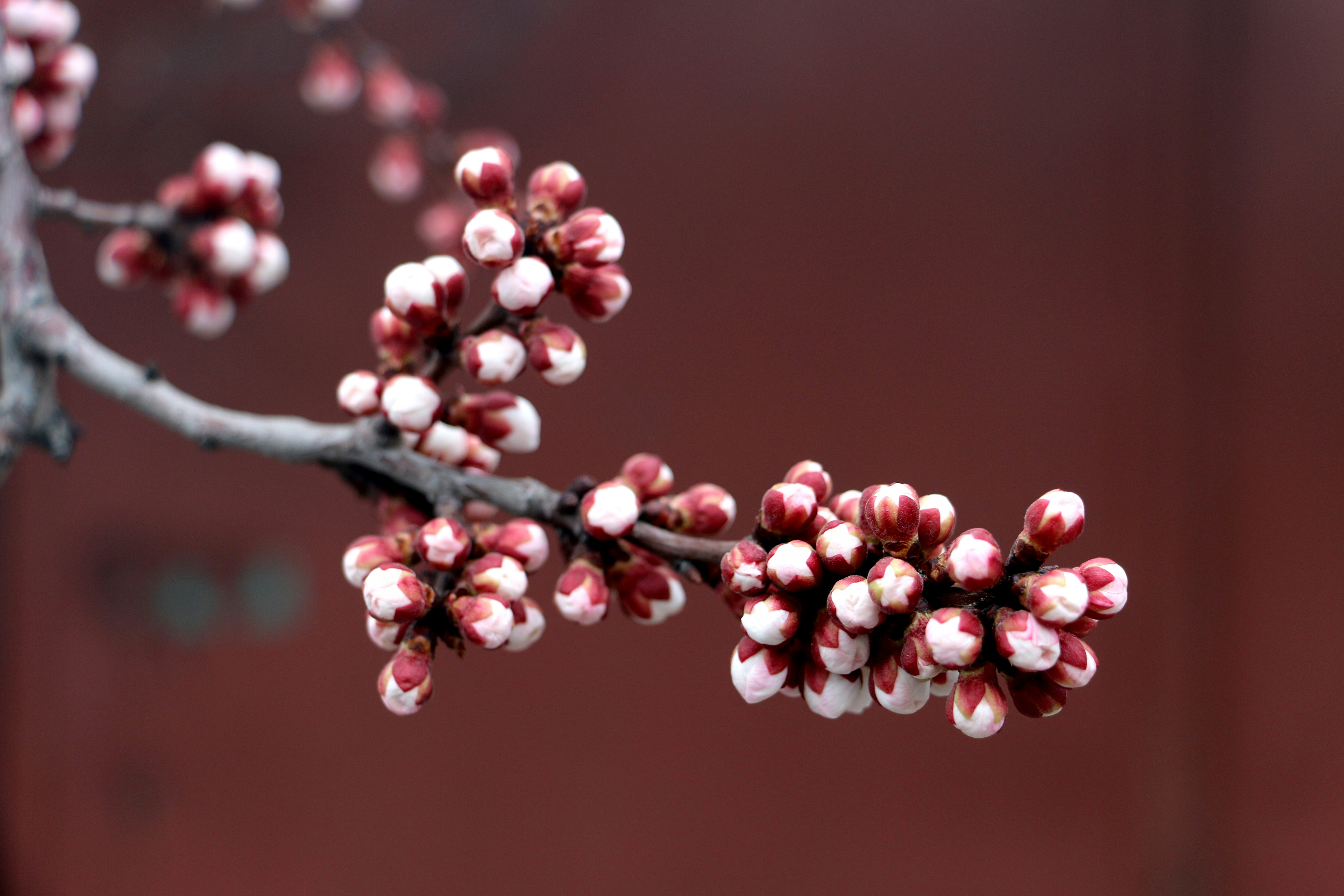Delicate buds of a flowering tree poised to bloom against a muted backdrop. The intricate details of the blossoms are highlighted beautifully.
