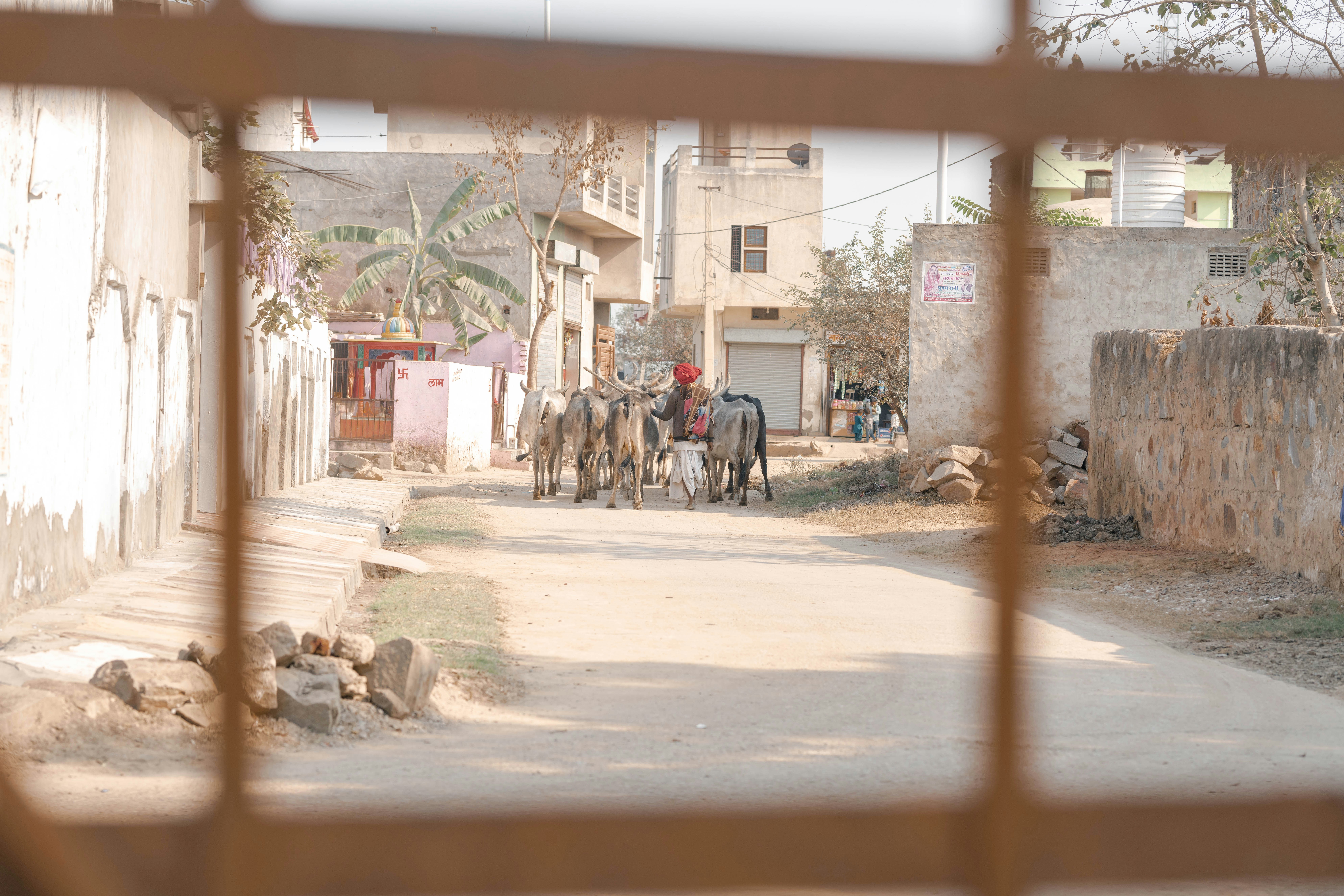 Dusty street, herd of goats, and a human in a sunlit village