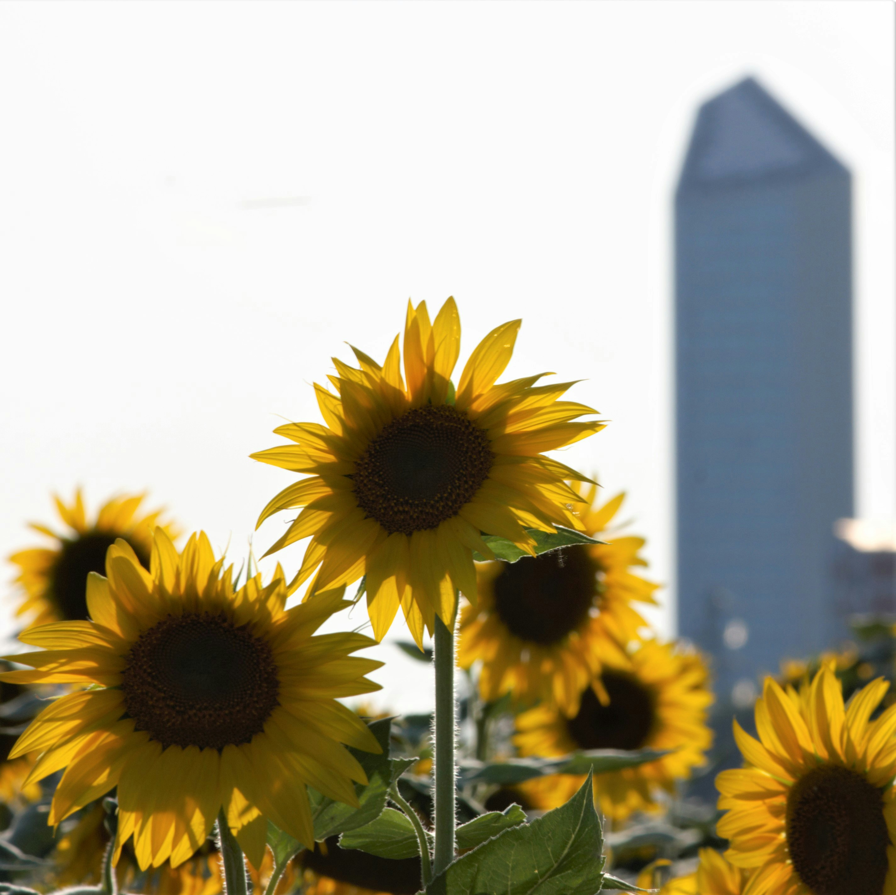 Golden Sunflowers Lead the Morning Past a Glassy Skyline
