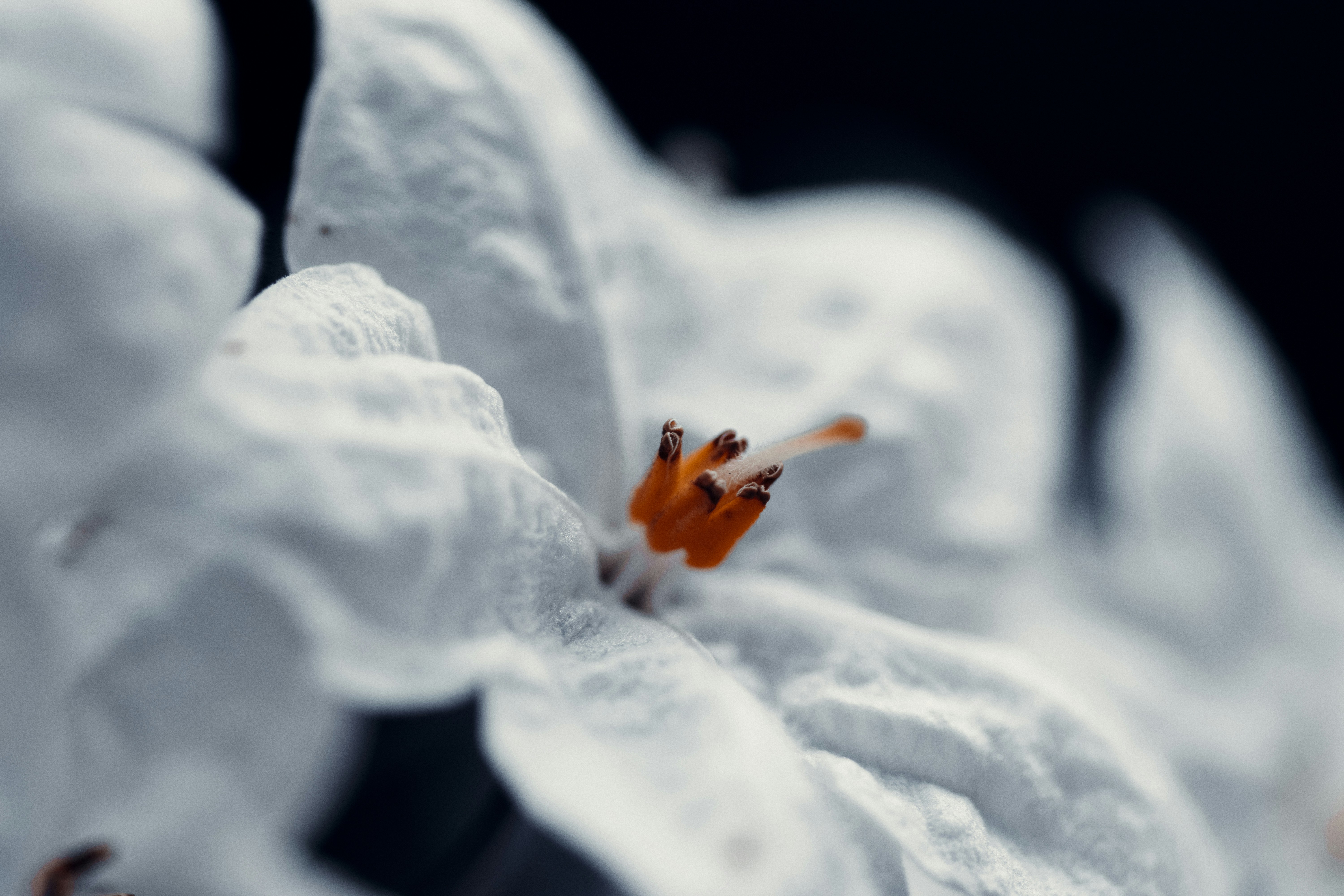 Orange Stamen Pierces Snow-White Petals: A Macro Whisper