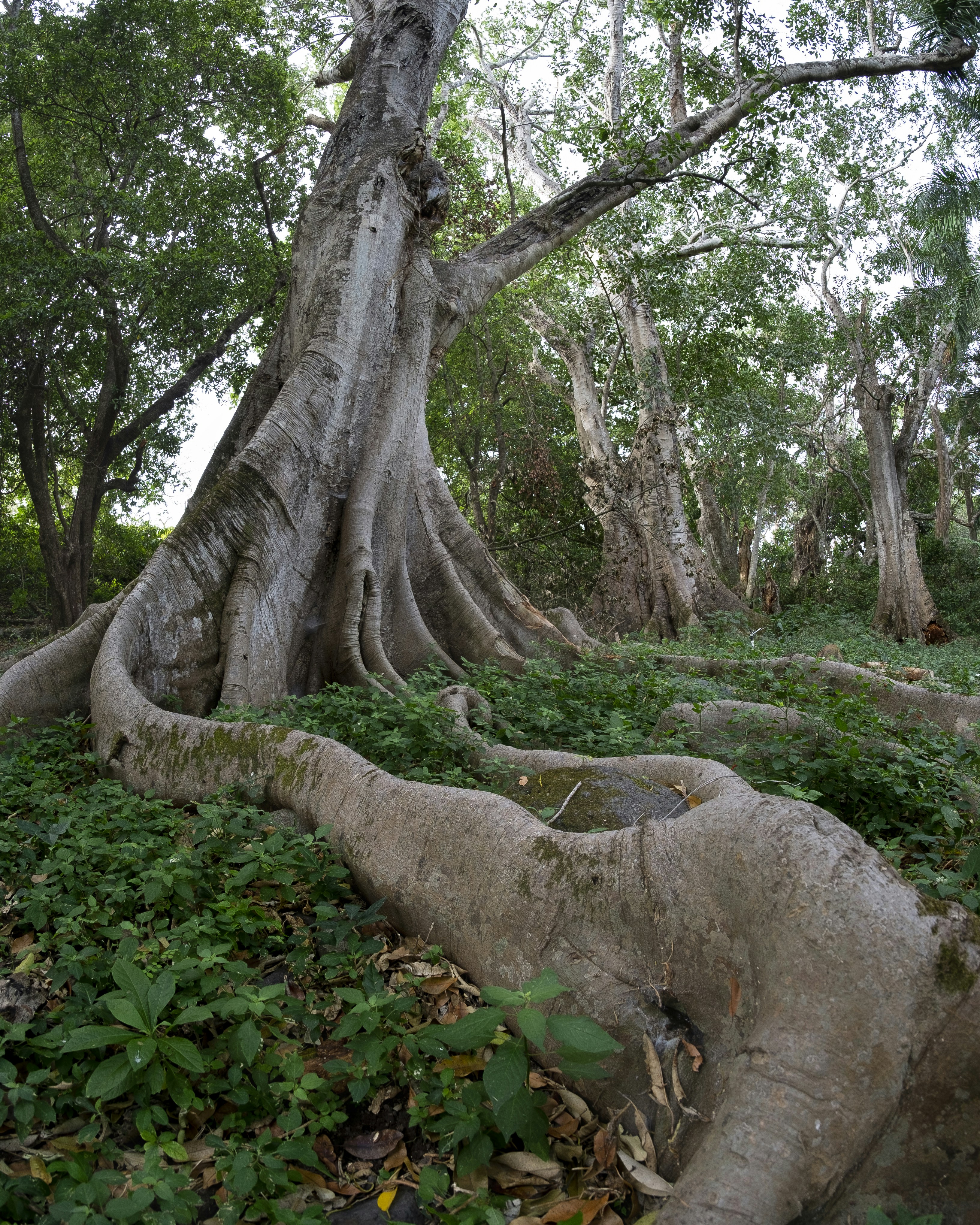 Gnarled tree with sprawling roots amidst lush greenery in a forest setting.