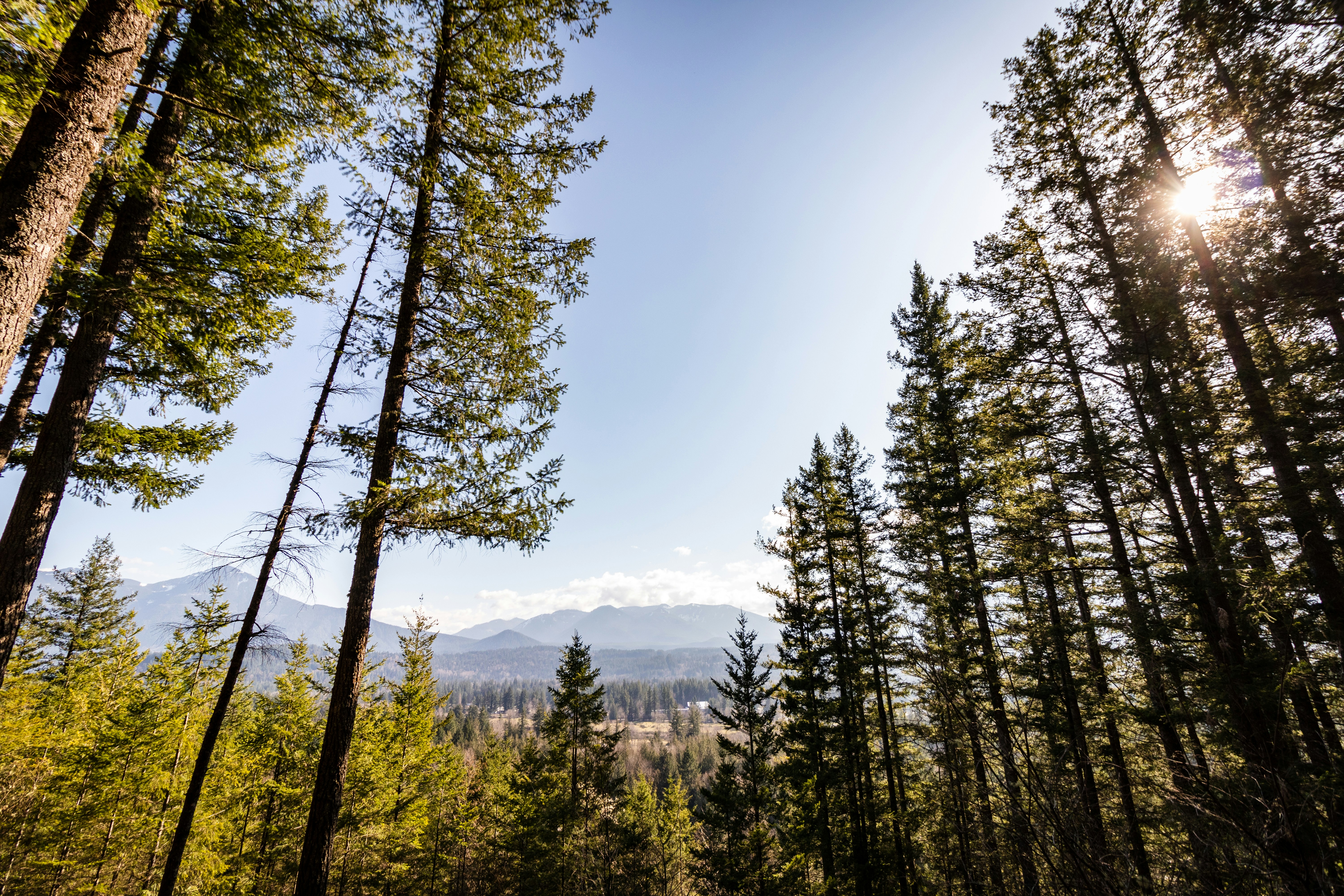 Green pine trees under blue sky during daytime photo – Free Blue Image ...