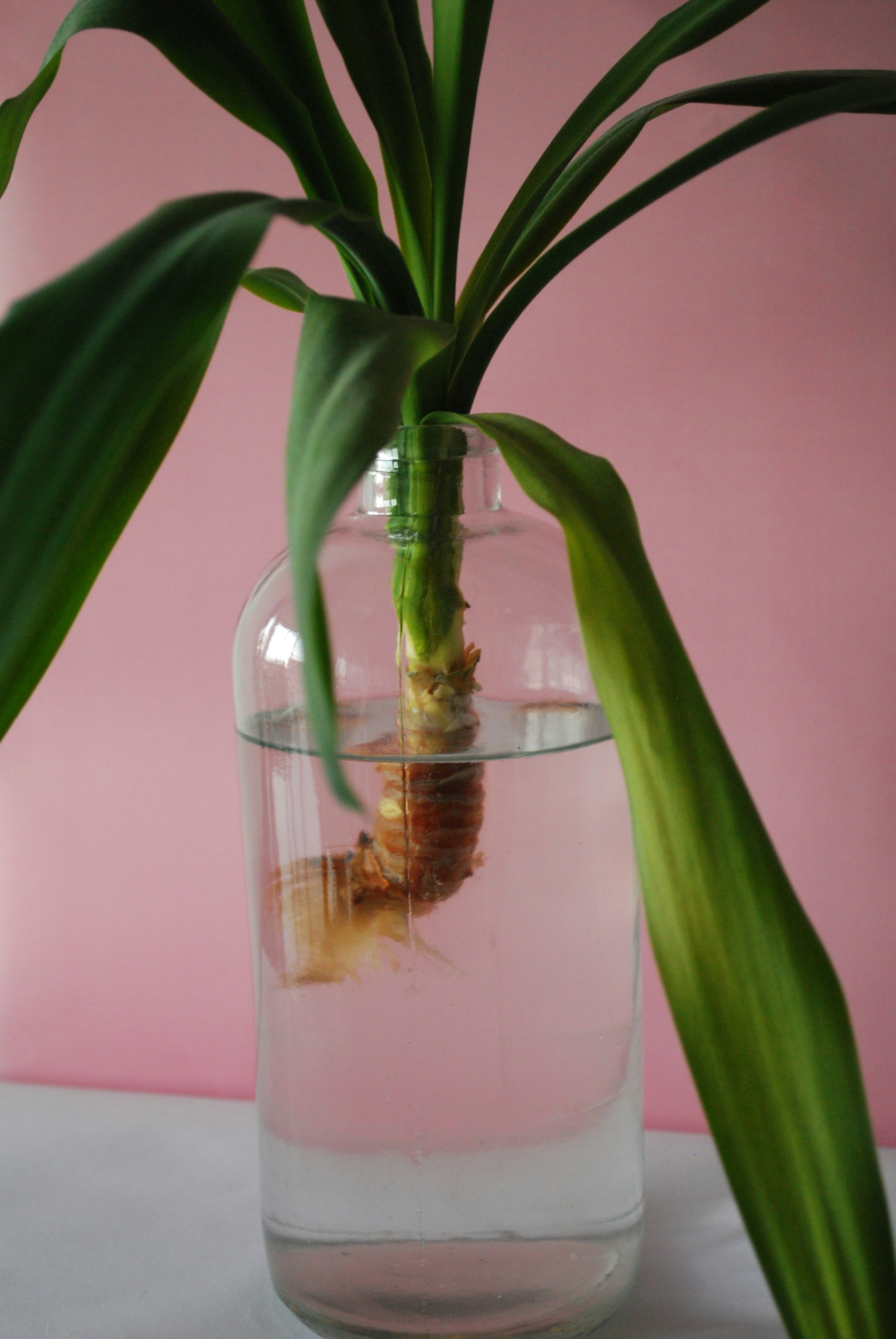Emerald Spiral in a Pink Glass: A Minimal Plant Portrait