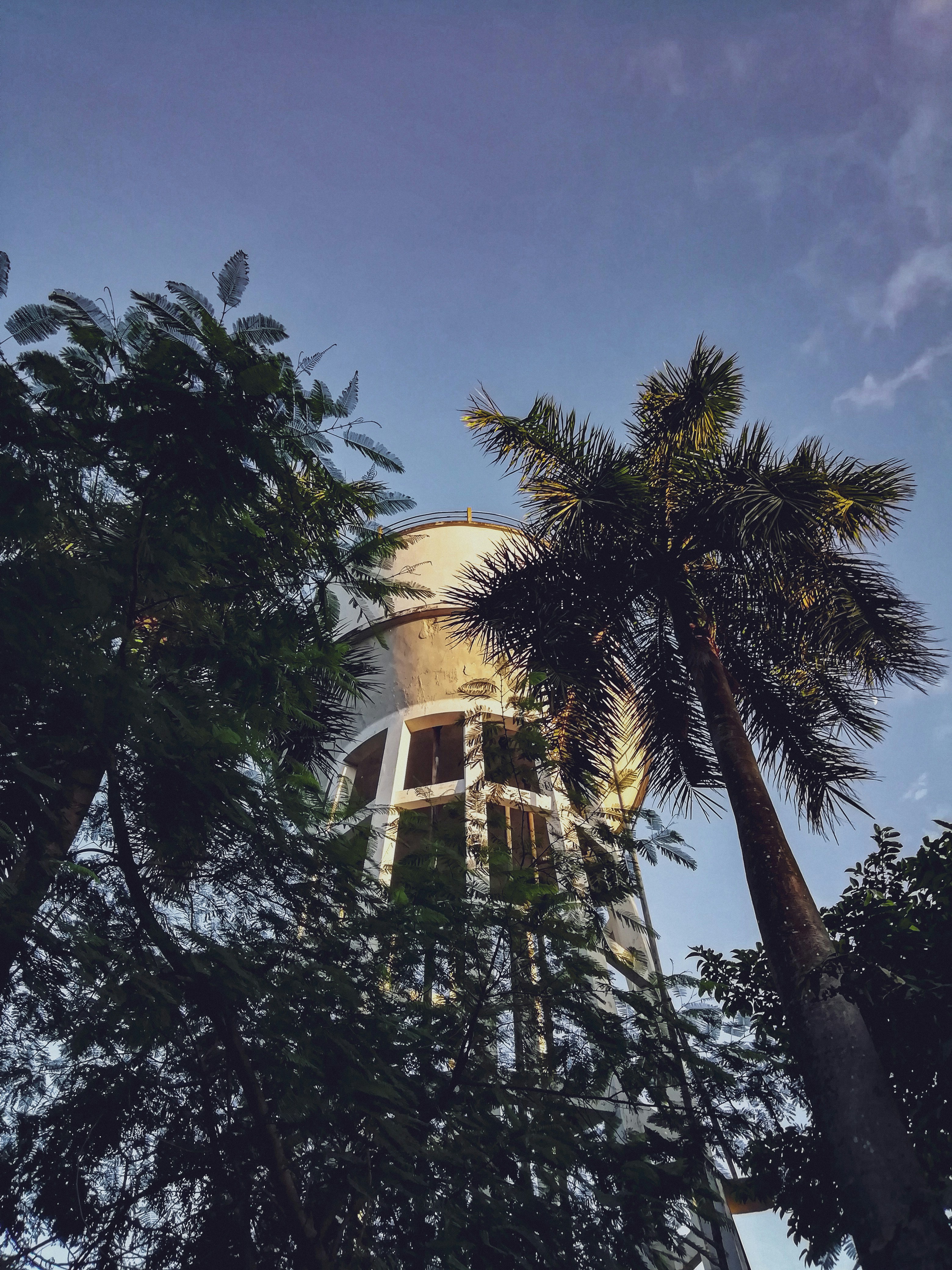 Water tower framed by lush palm trees against a clear sky, showcasing the blend of urban and natural elements.