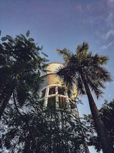 green palm tree near white building