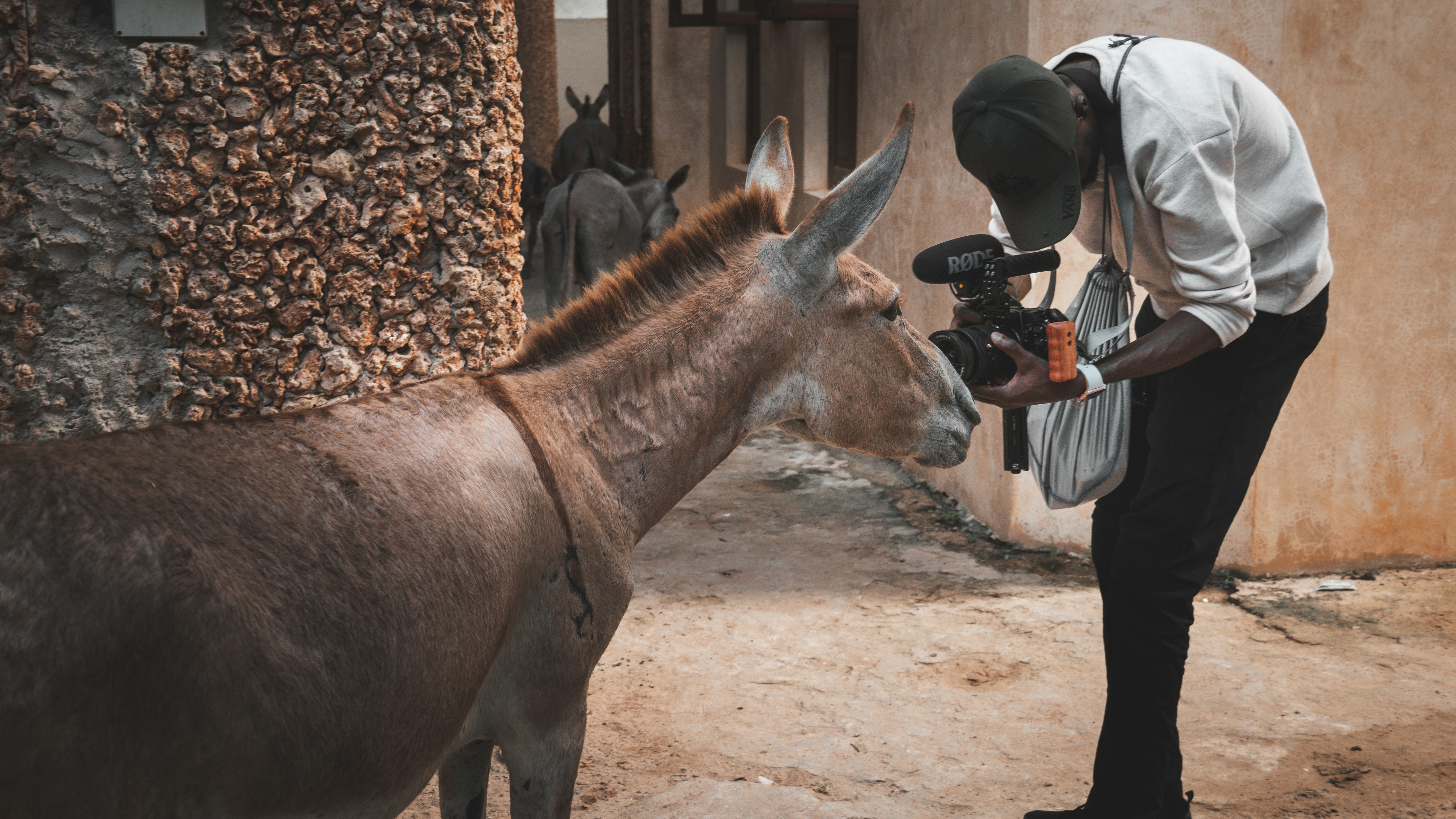 Donkey in the doorway: a dusty alley documentary moment between photographer and subject