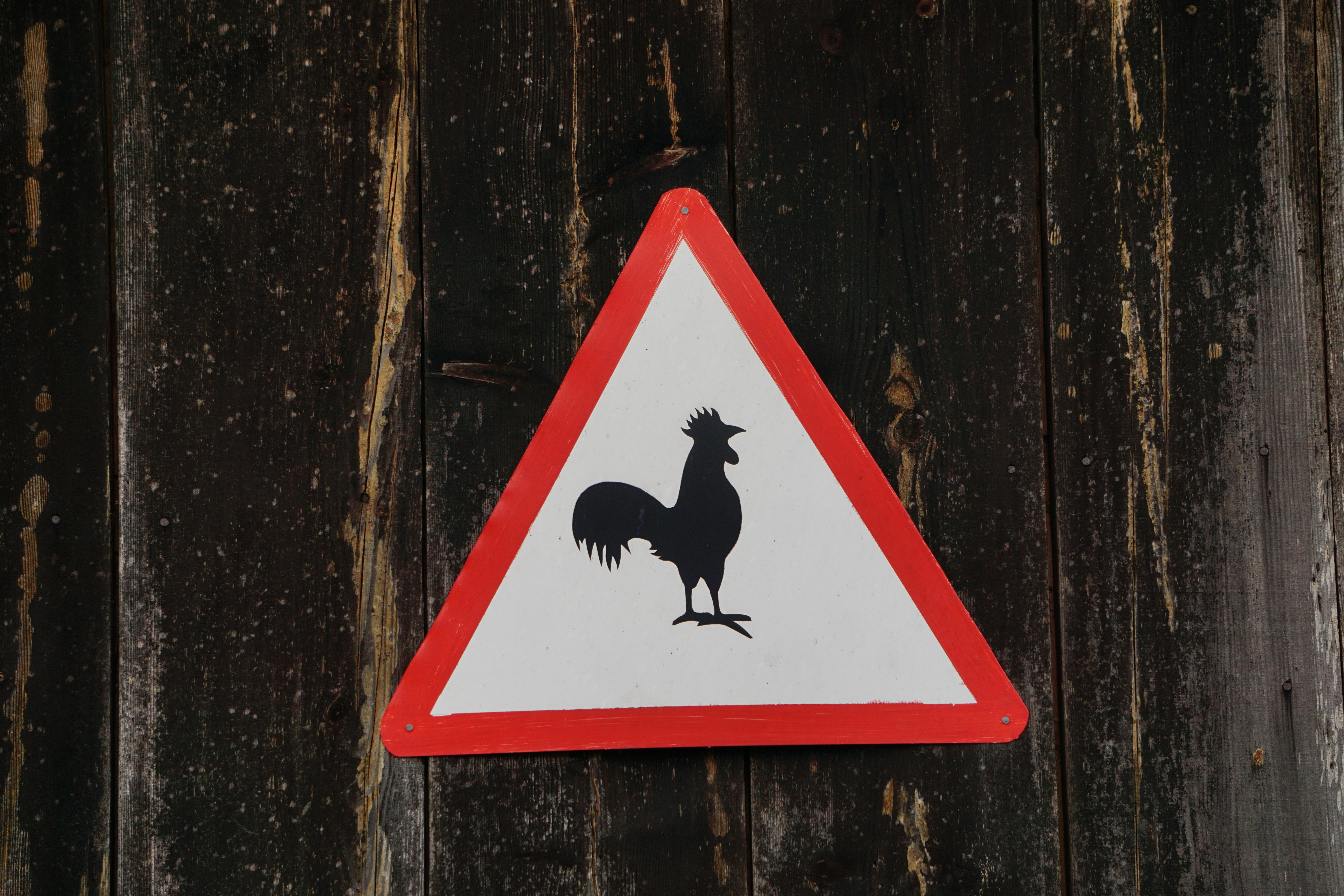 Triangle of Warning: Rooster Silhouette on Weathered Wood