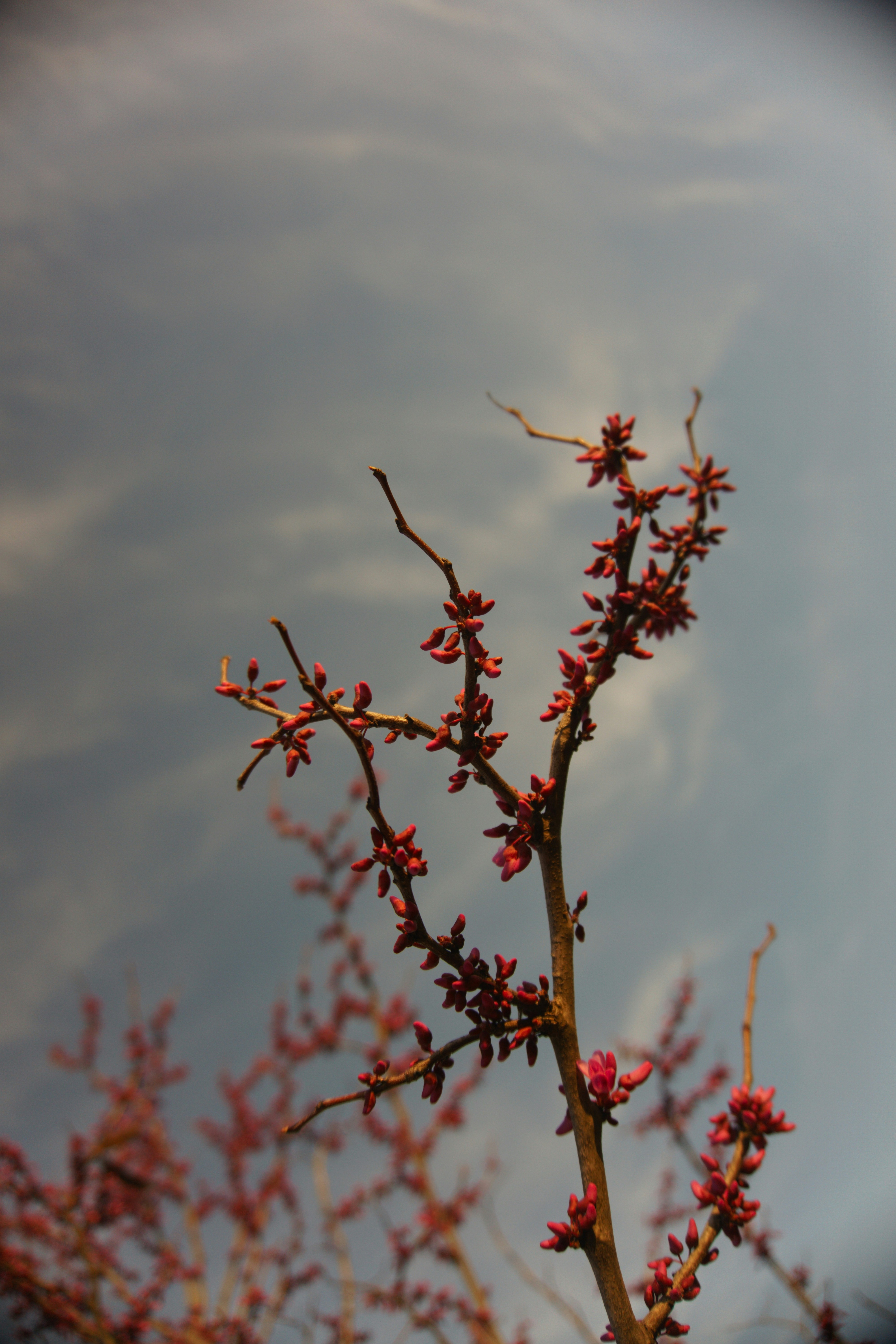 Delicate red blossoms emerge from a slender branch against a softly lit sky, hinting at the arrival of spring.