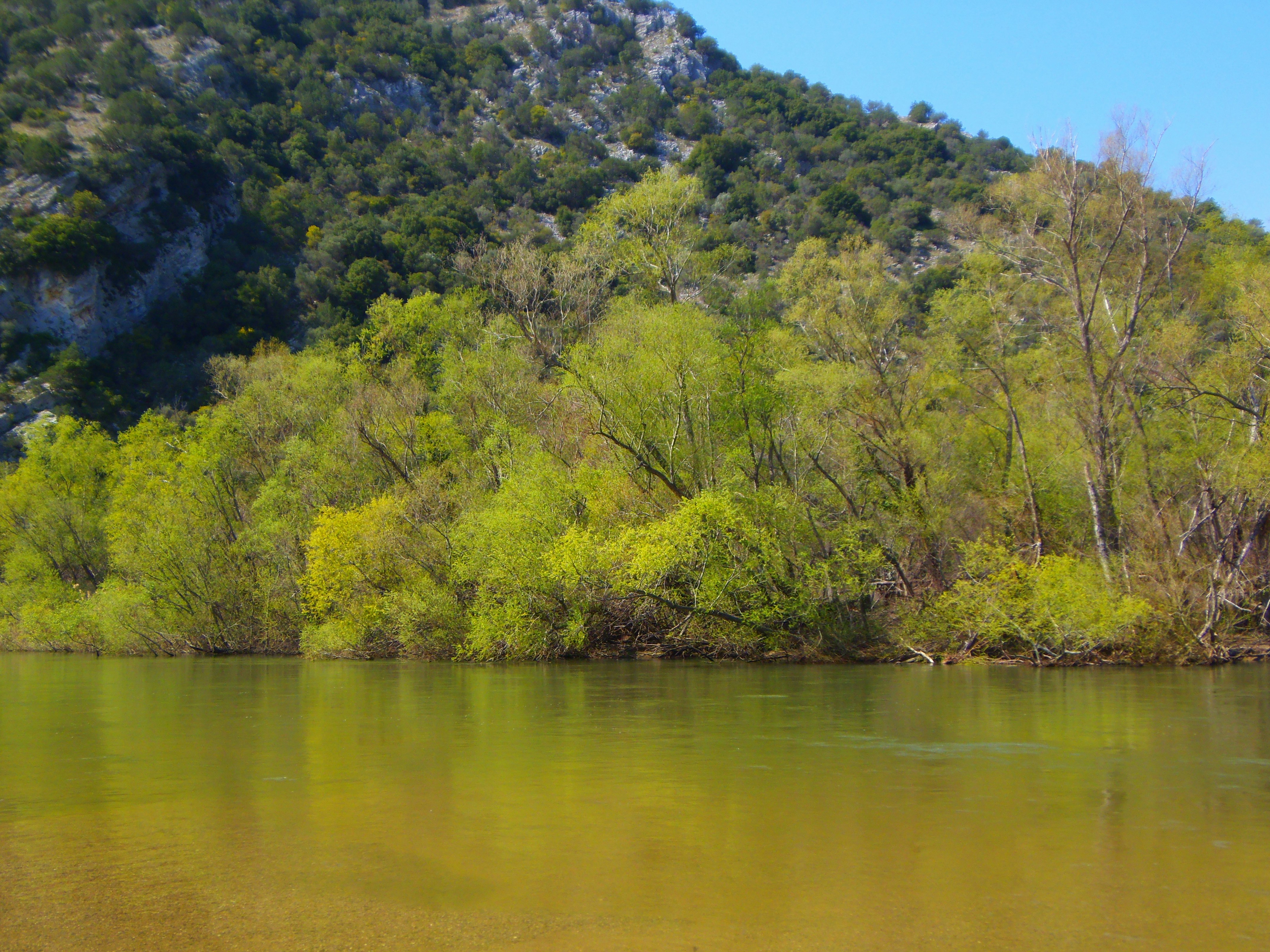 Green trees beside body of water during daytime photo – Free Spring ...