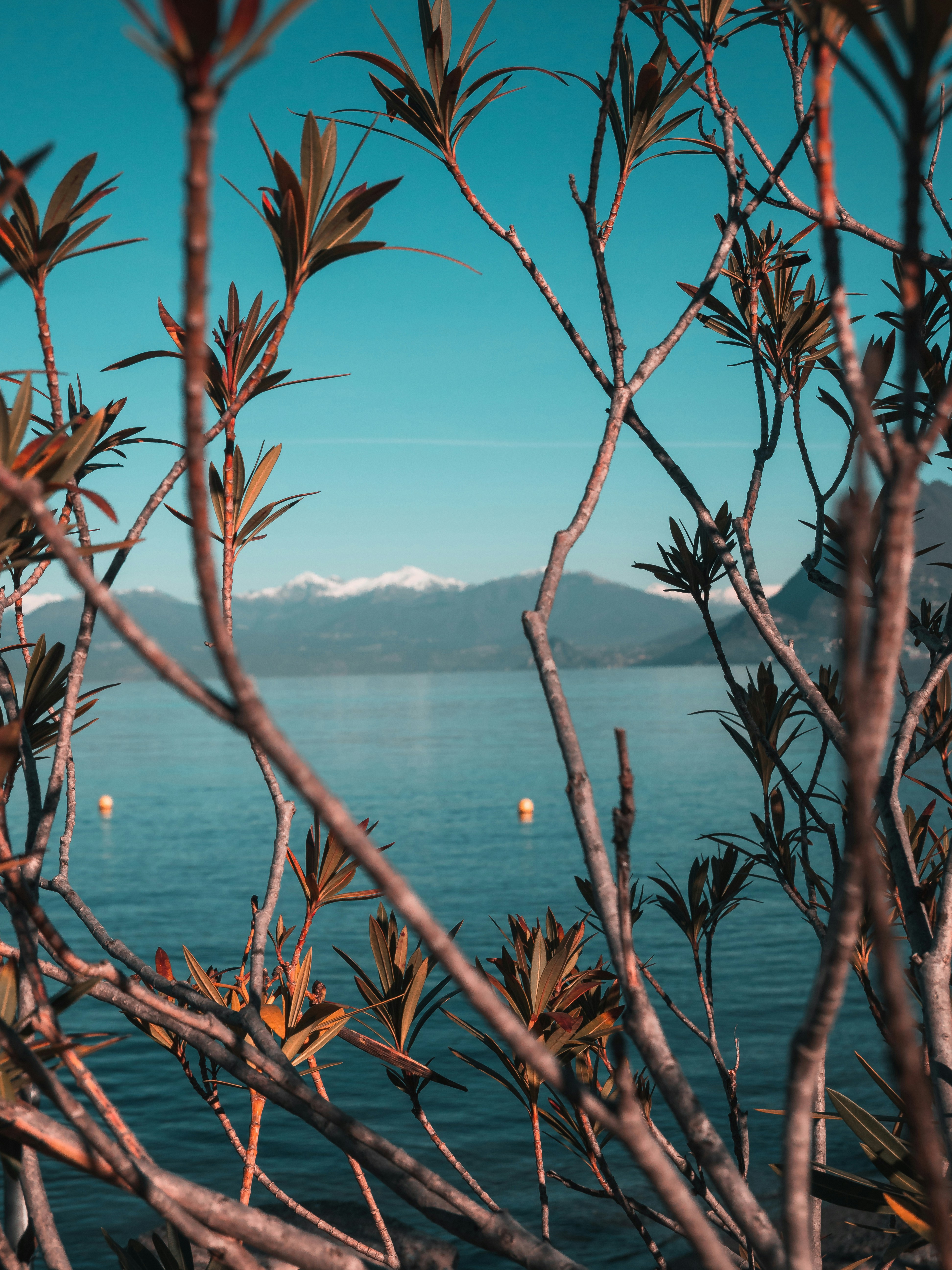 Framing the Azure Gap: Distant Mountains through Tangled Branches