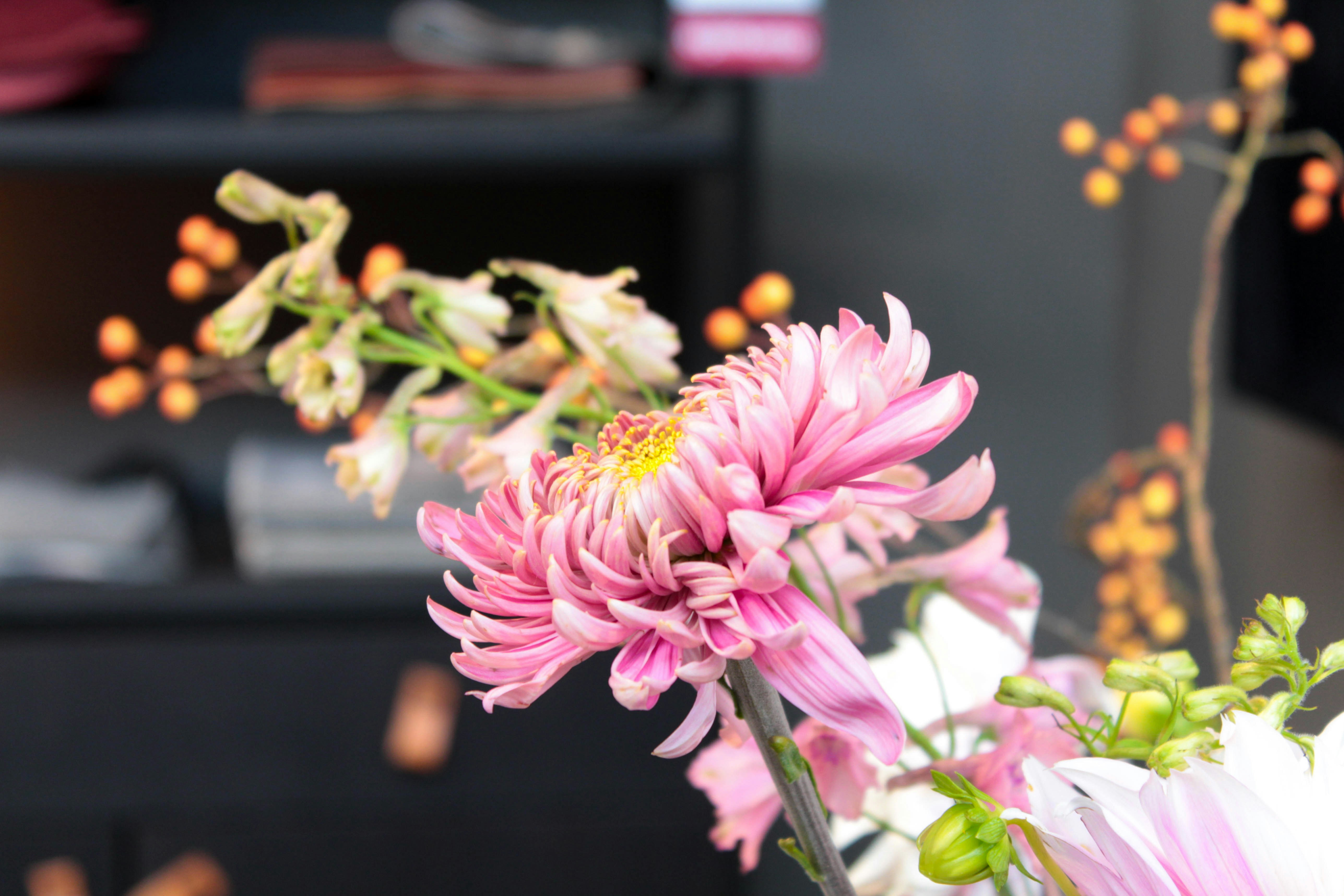 Blossom in Focus: Pink Chrysanthemum Against a Subtle Shelf Backdrop