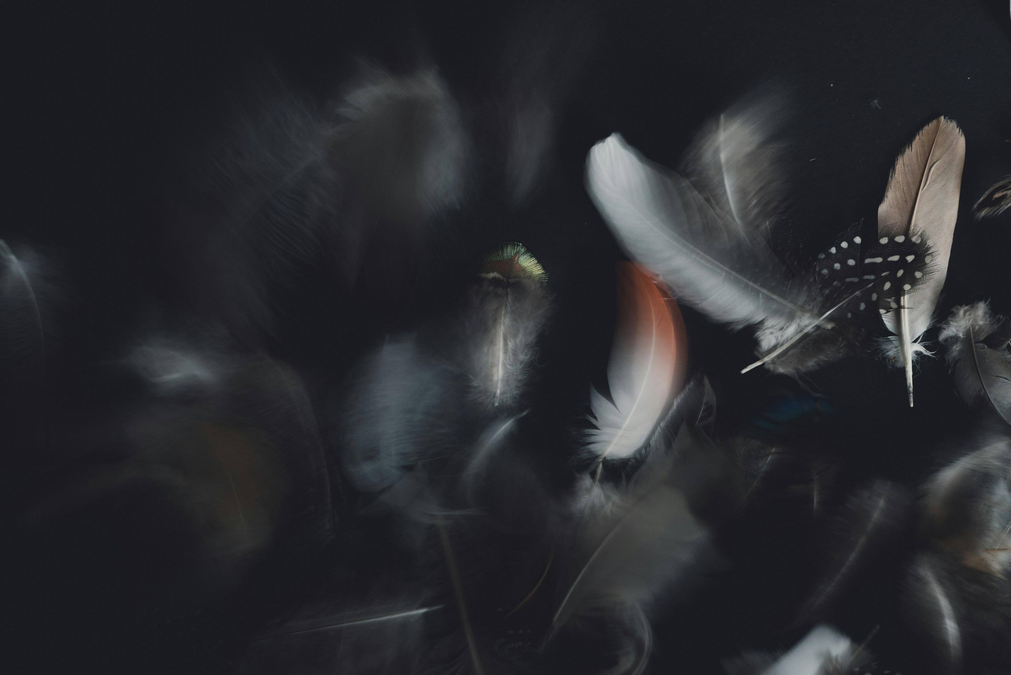 A collection of feathers swirling gracefully against a dark backdrop, showcasing their delicate textures and colors. The motion conveys a sense of fluidity and freedom.