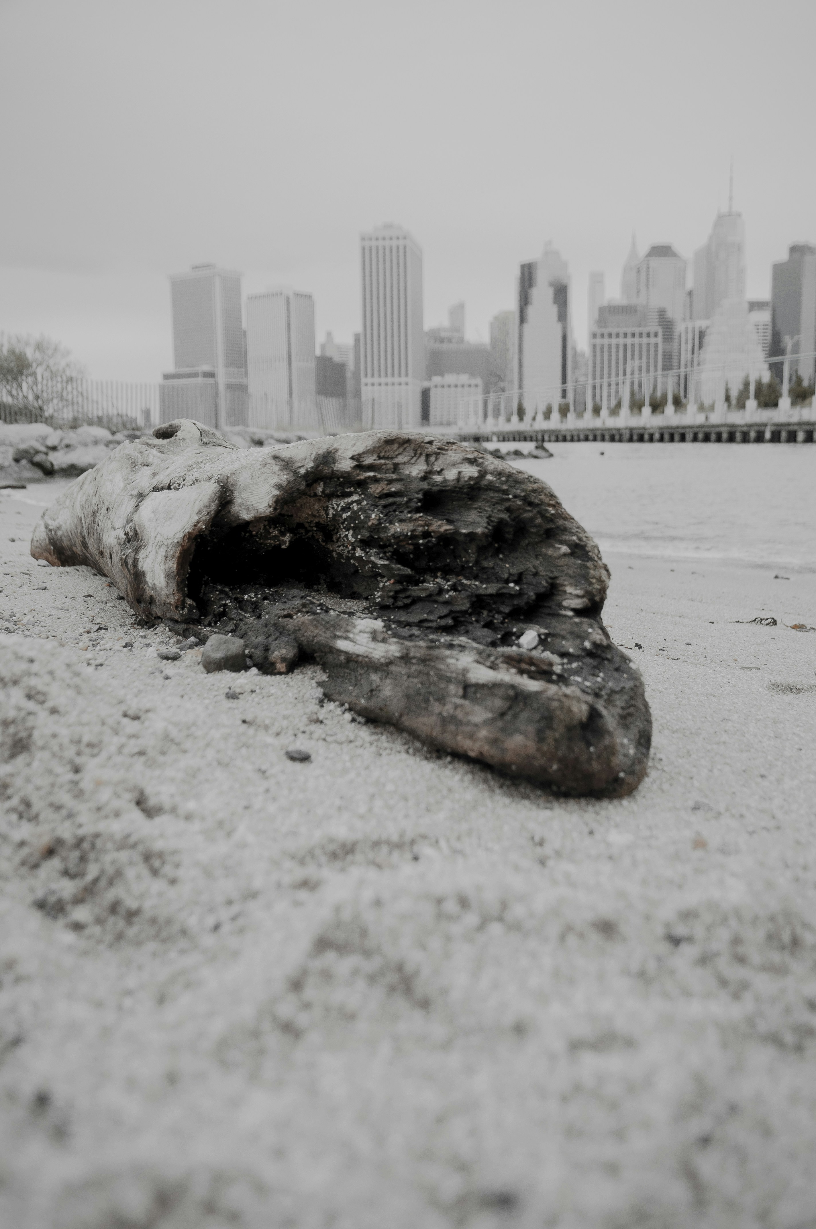 Harbor Driftwood: Weathered Log at the Edge of a City Mist