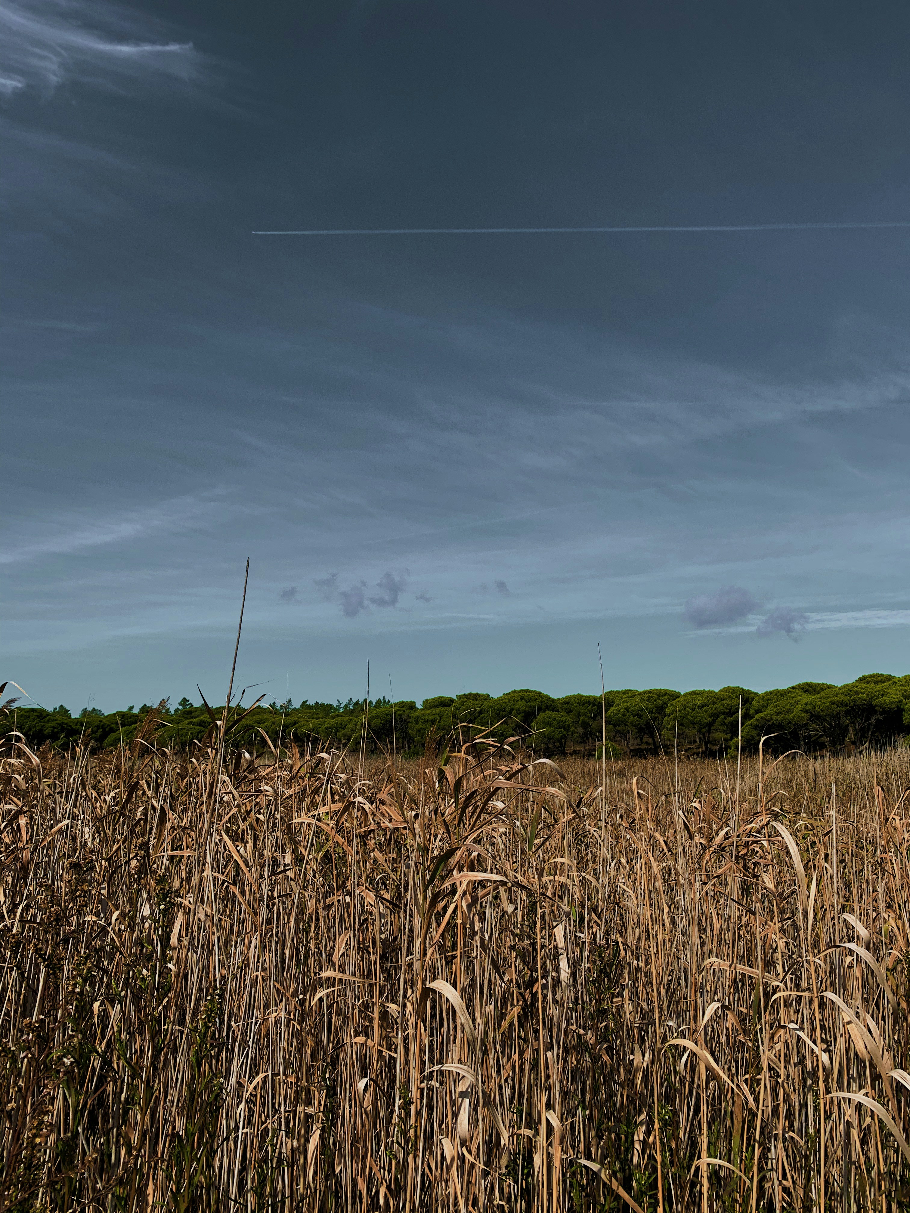Green grass field under blue sky during daytime photo – Free Grey Image ...