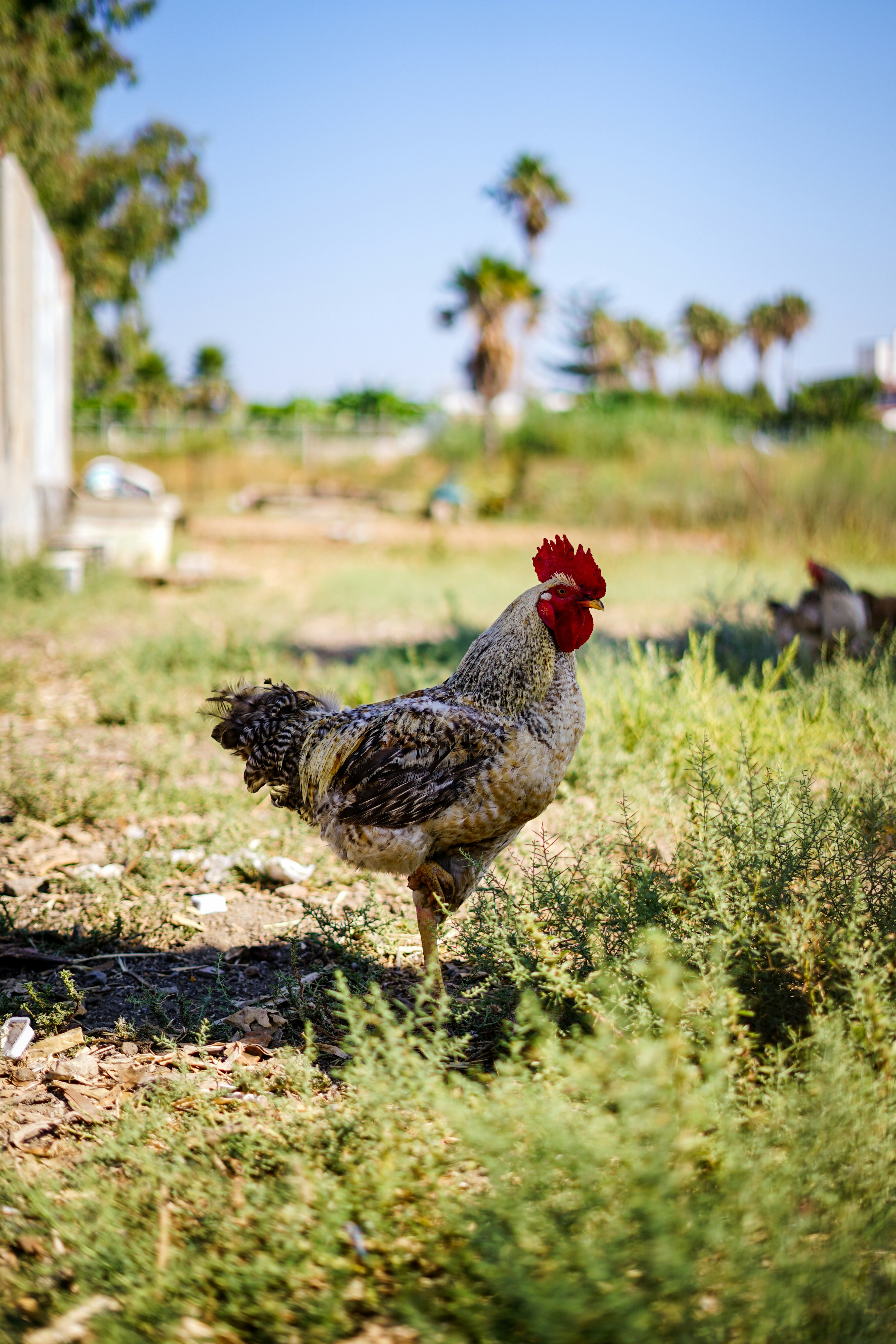 White and brown rooster on green grass field during daytime photo ...