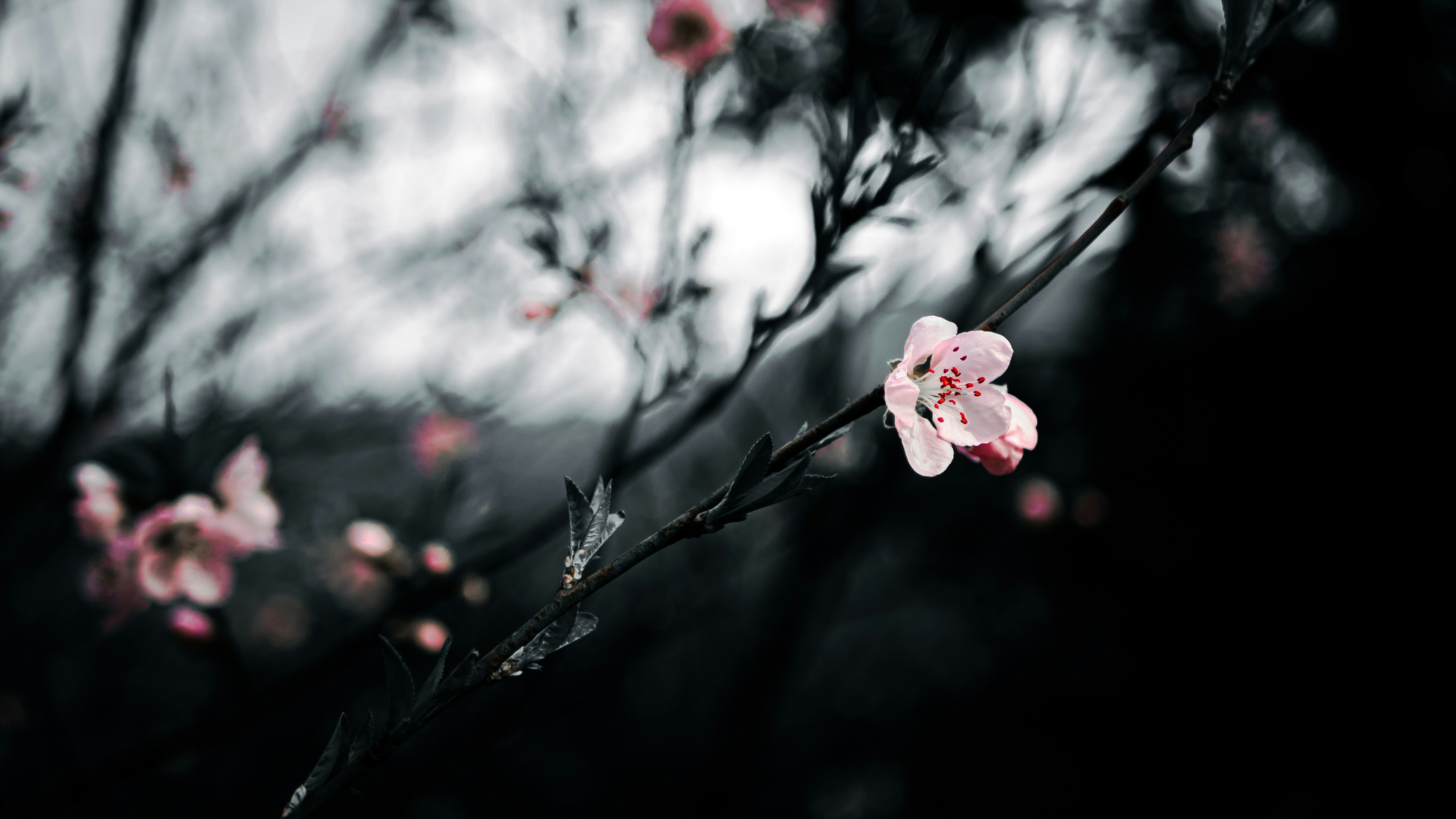 Blossom in Focus: A Quiet Branch Piercing a Dappled Night