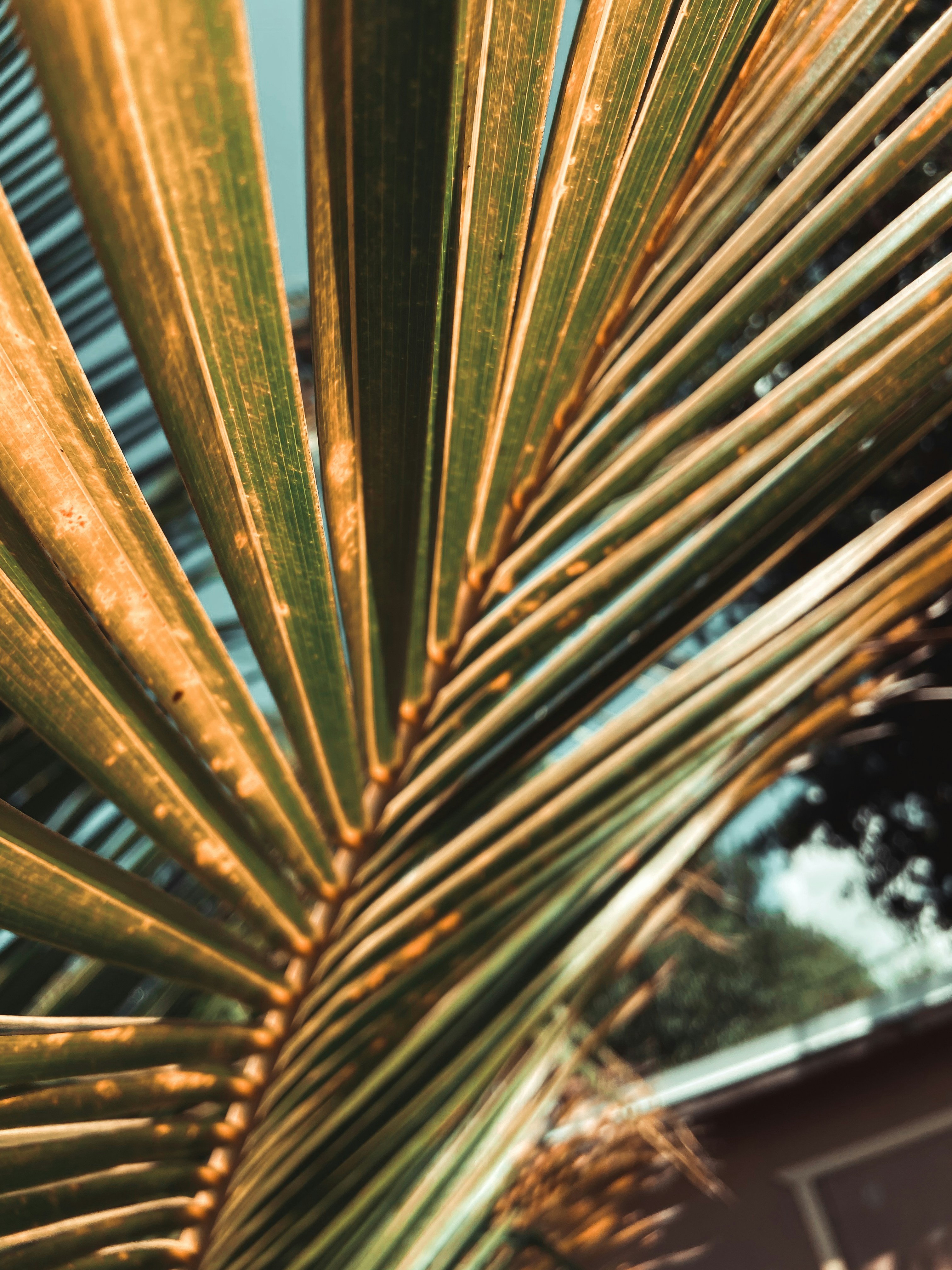 Sunlit Geometry: Close-Up of Golden Palm Fronds