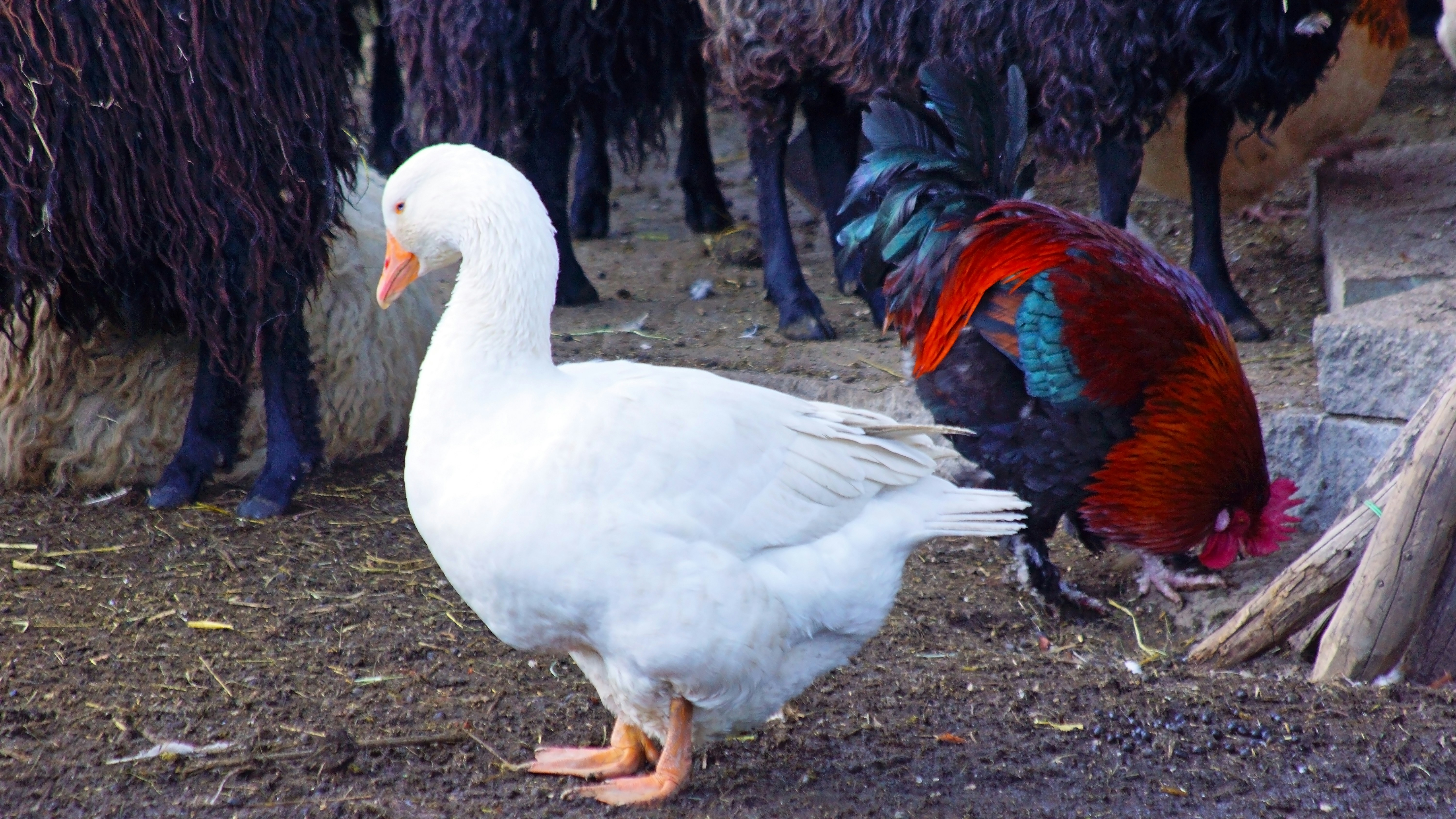 A white goose stands gracefully in a barnyard surrounded by dark-feathered chickens, showcasing the tranquility of farm life.