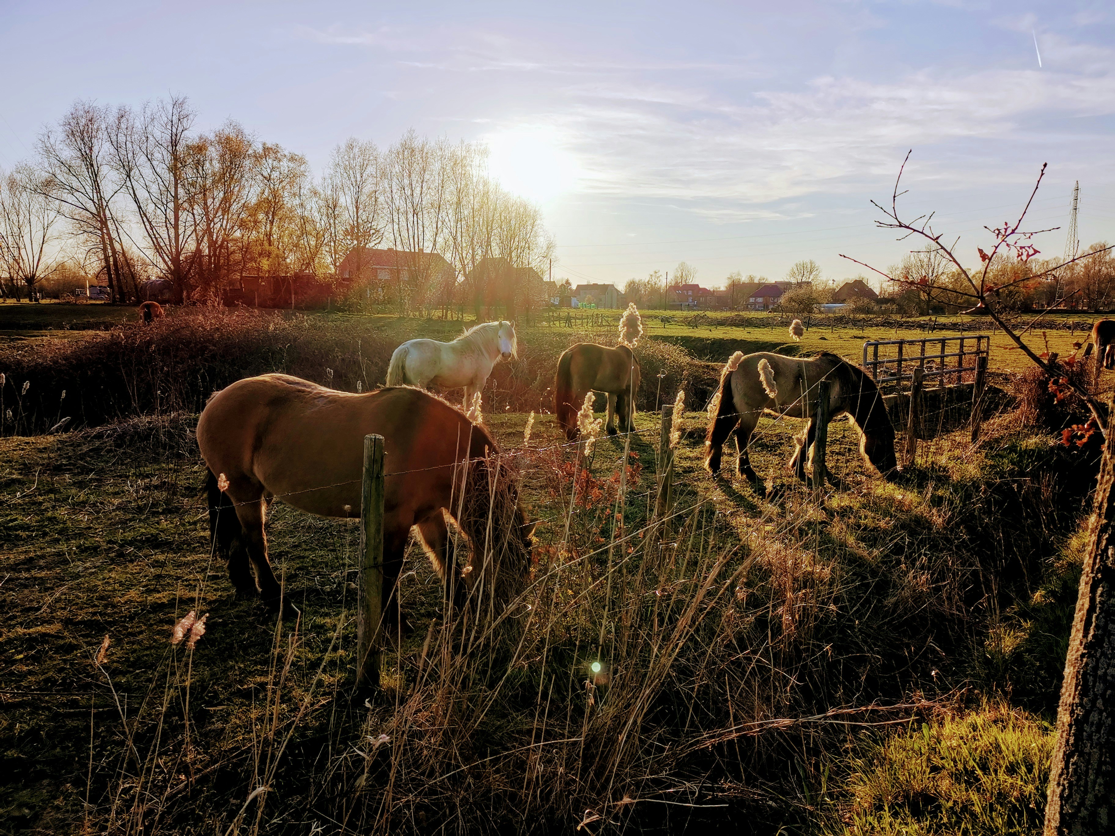Horses, sunset | herd of horses on green grass field during daytime