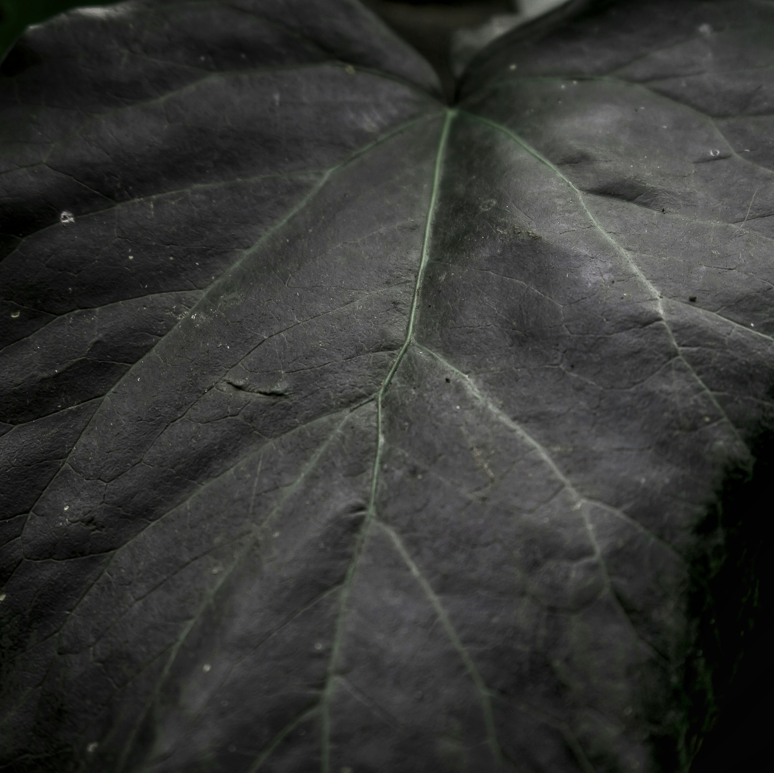 Close-up of a textured leaf showcasing intricate veins and subtle imperfections. The dark tones highlight the leaf's natural beauty.