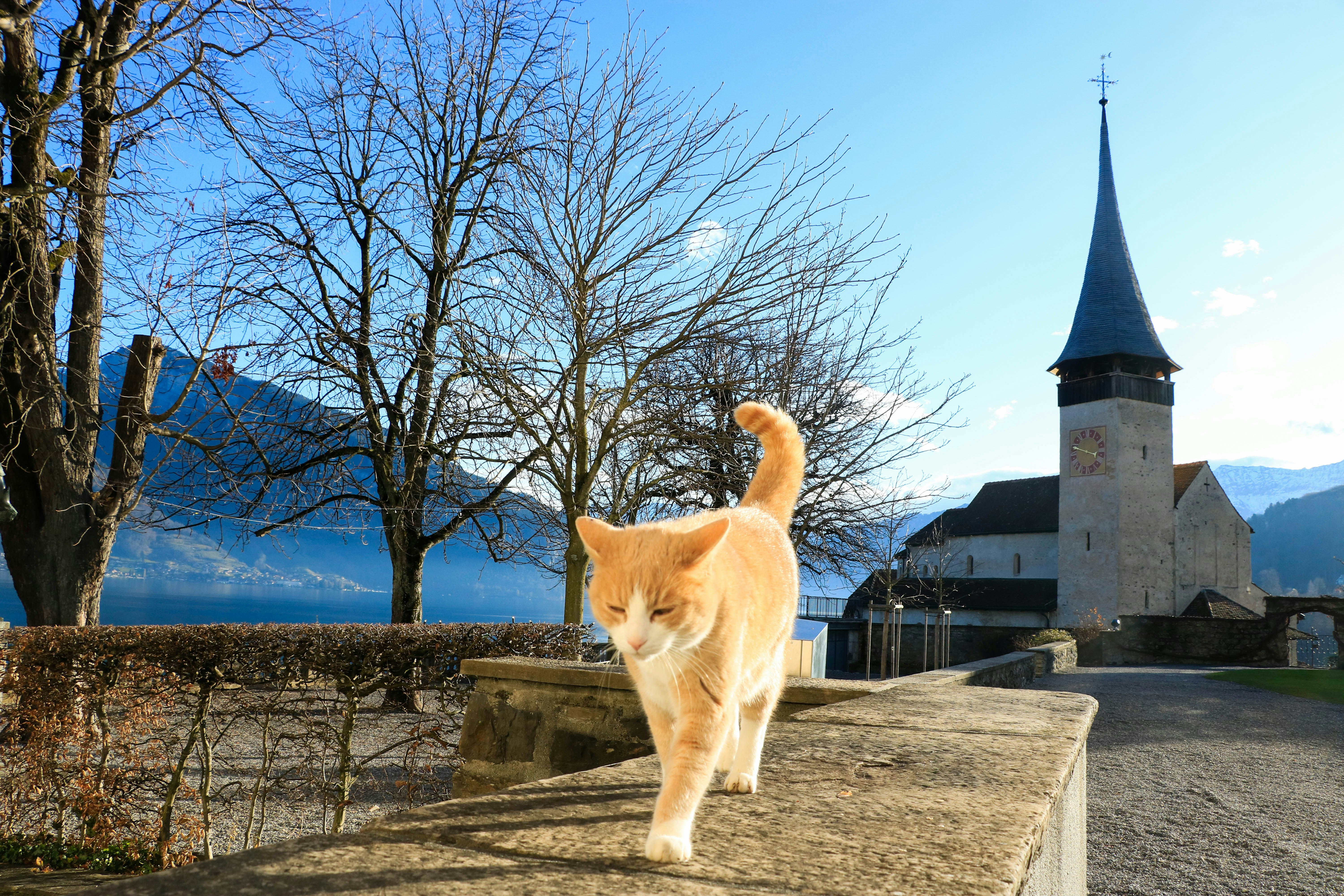 Orange tabby cat on gray concrete pavement during daytime photo – Free ...