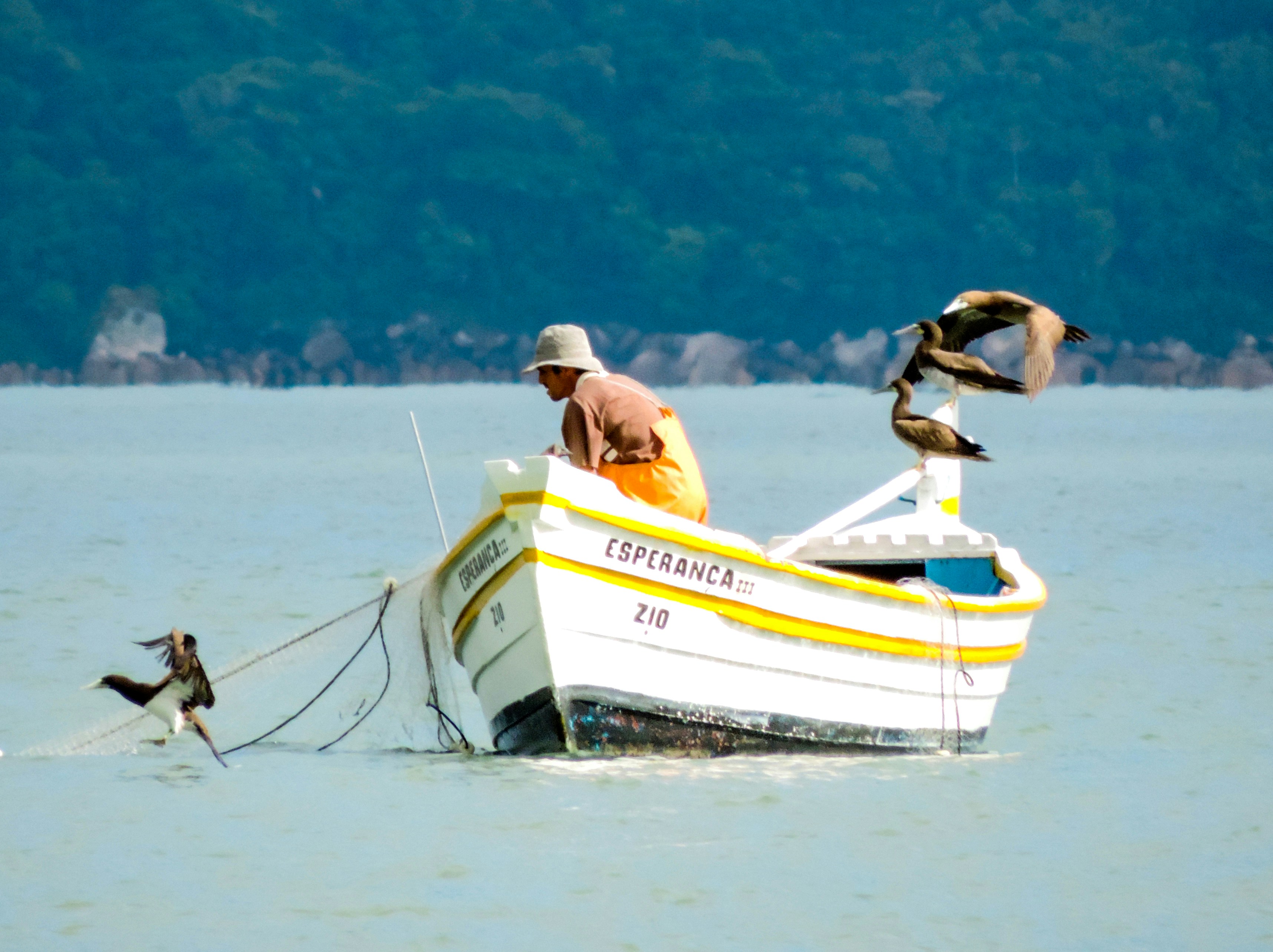 Fisherman on a small boat with birds perched, surrounded by calm sea and distant forested hills.