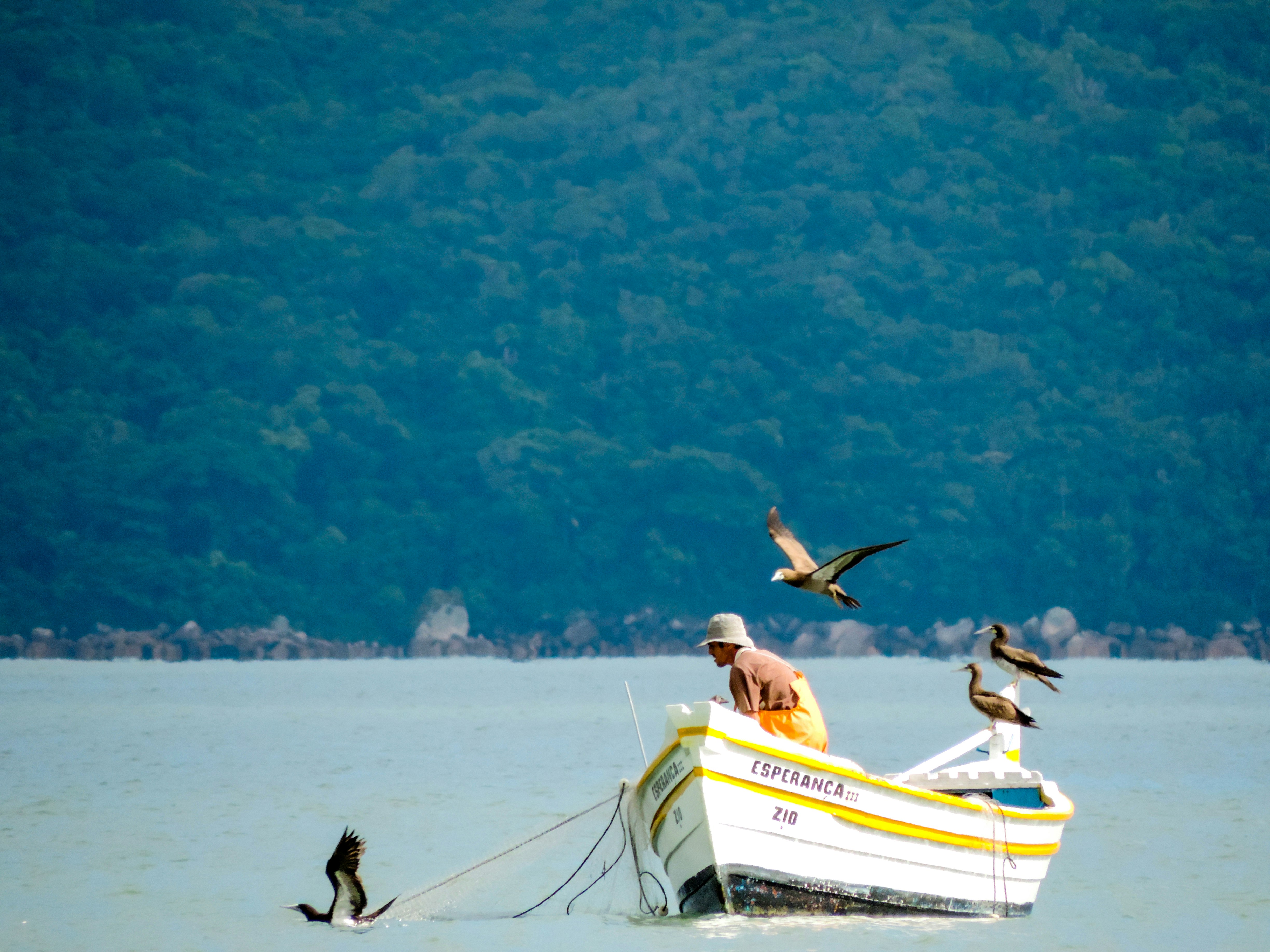 A small white boat tethered in a tranquil turquoise bay, with a fisherman aboard and several seagulls in mid-flight around the stern. The scene conveys quiet coastal life and a nautical moment near the shore.