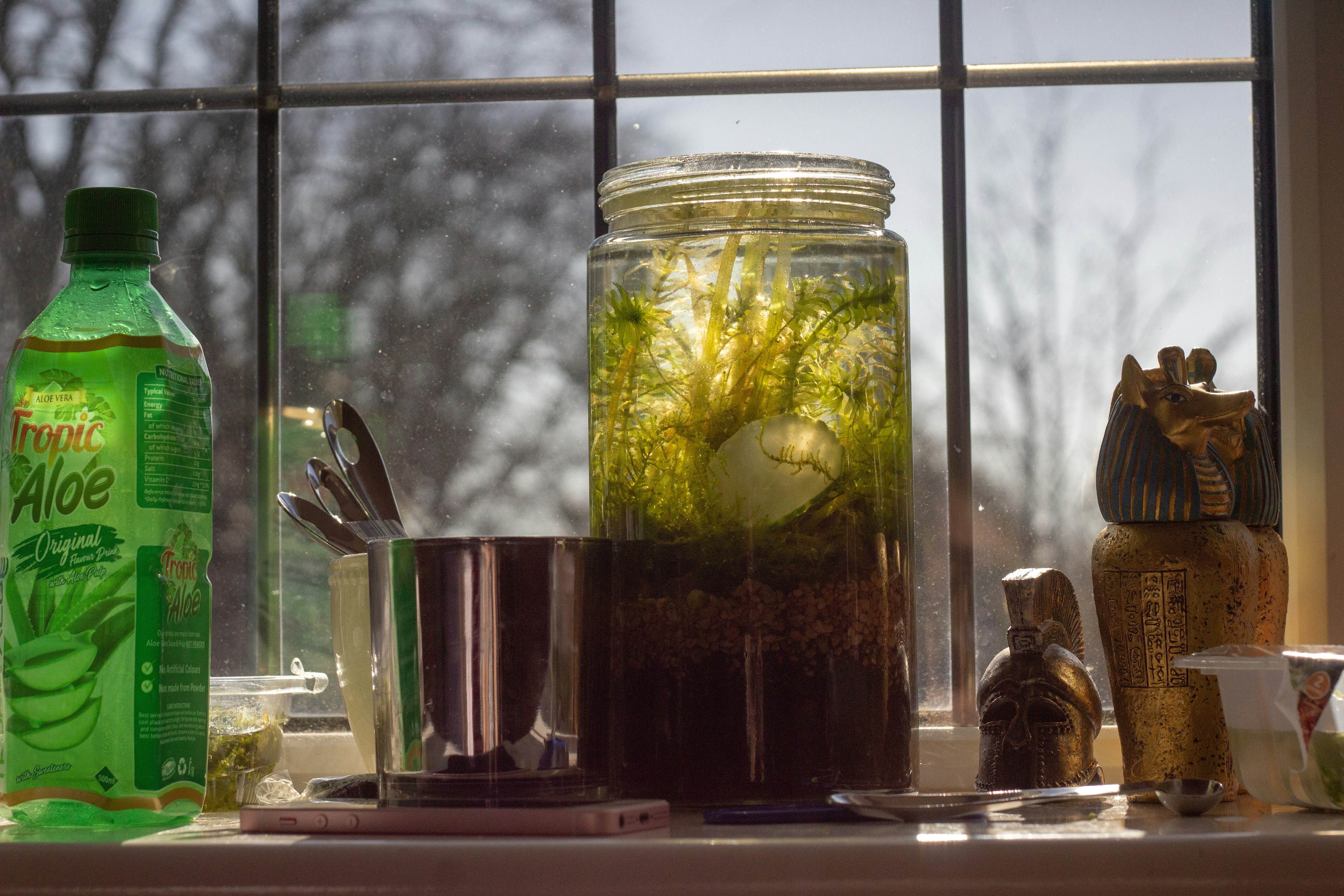 Crystal jar centerpiece thriving in a sunlit windowsill