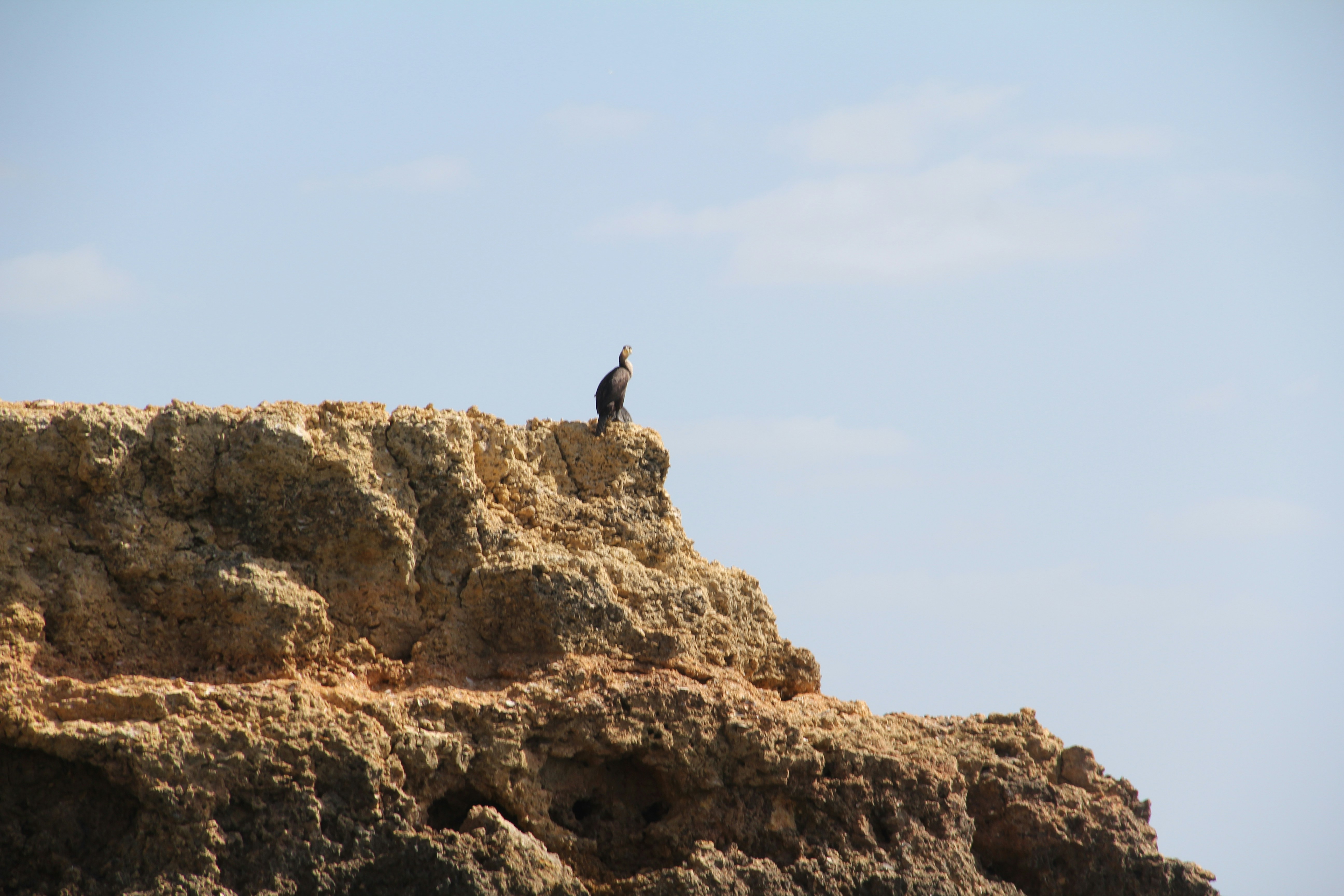 Bird perched atop a rugged cliff under a clear blue sky.