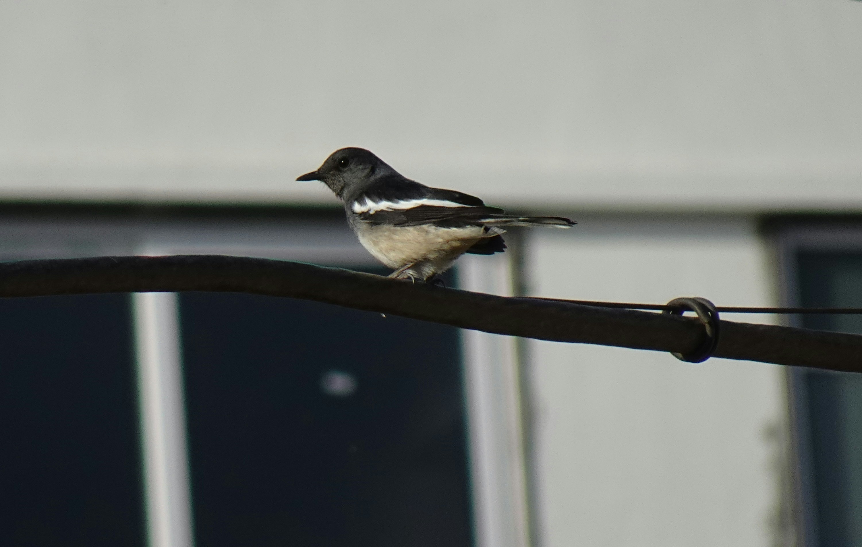 Small black-and-white songbird perched on a curved wire against a pale urban facade.