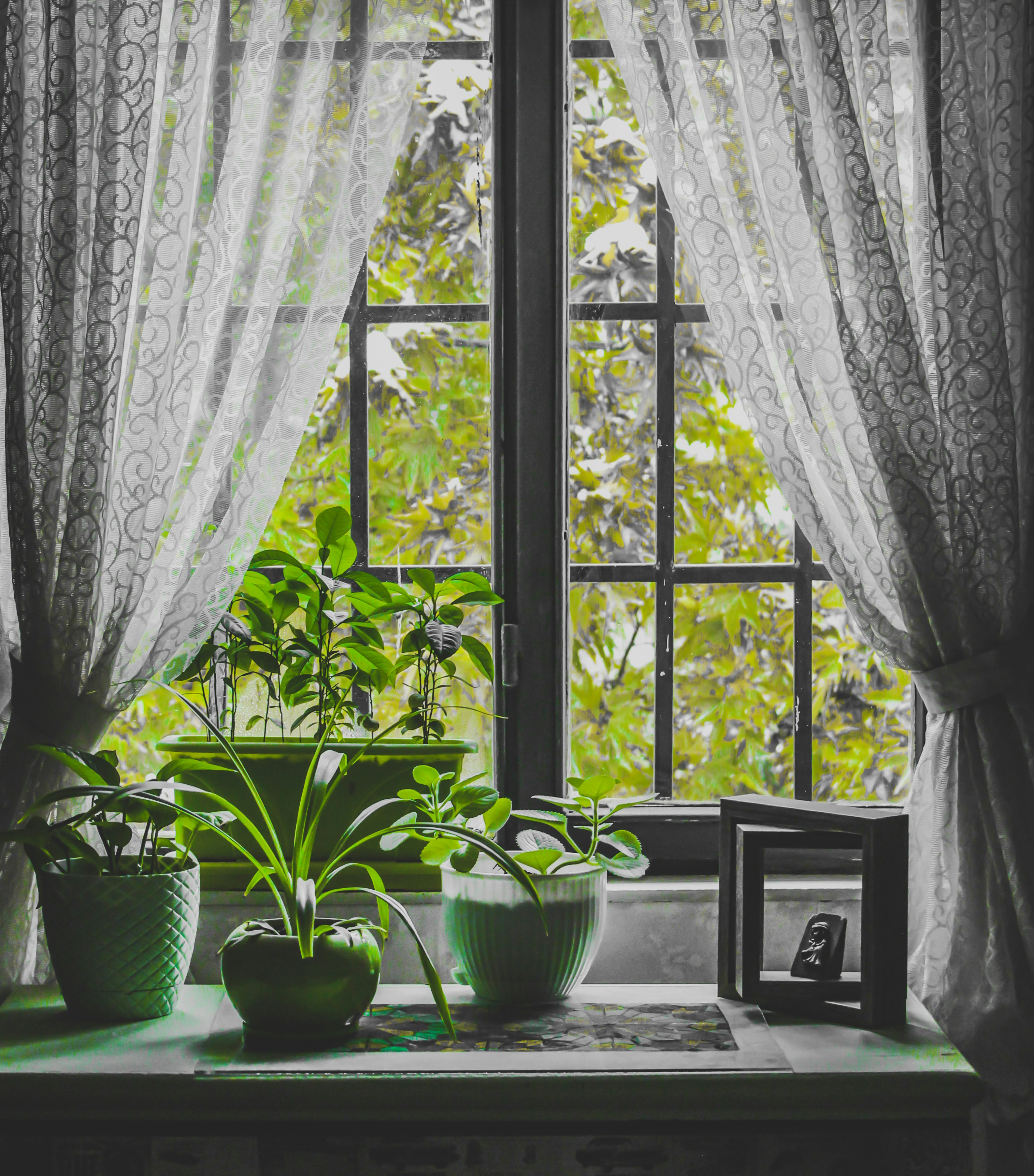Lush green plants on a windowsill framed by delicate lace curtains, with a blurred view of foliage outside. A monochromatic effect highlights the vibrant greenery.