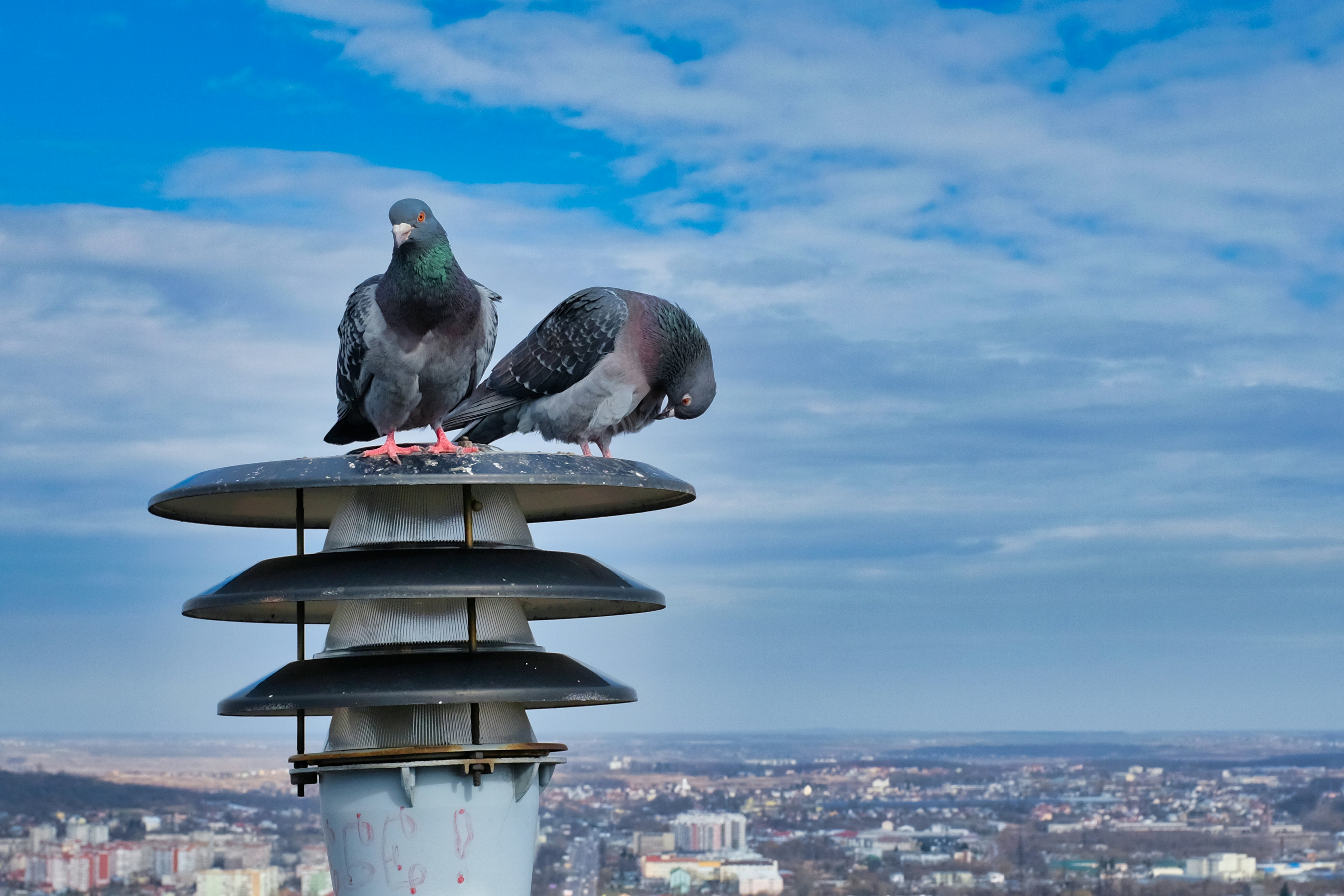 Skyline Watchers: Two Pigeons Perched on a Rooftop Vent
